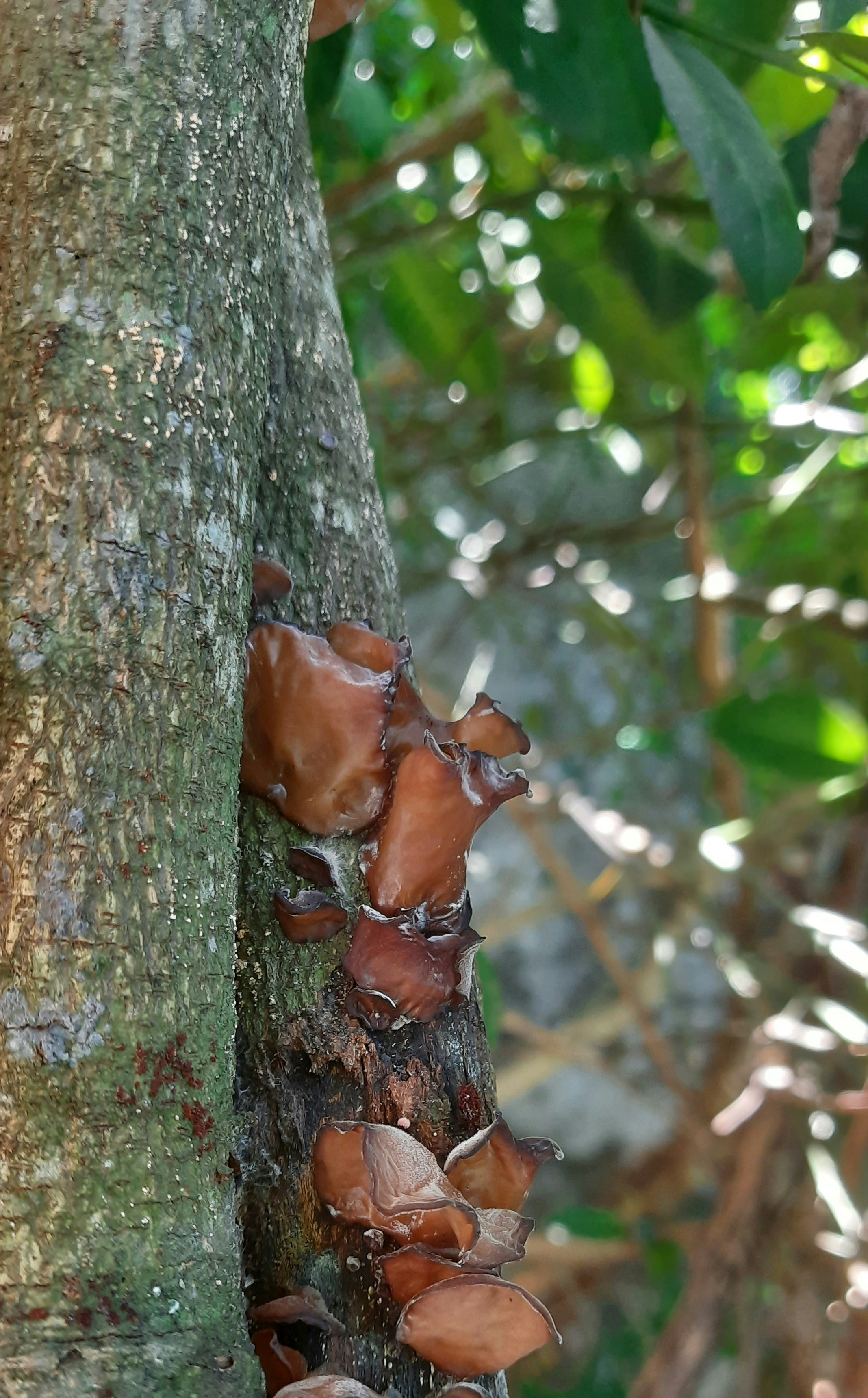 Climbing Bark: A Cluster of Brown Shelf Fungus Rises on a Tree Trunk