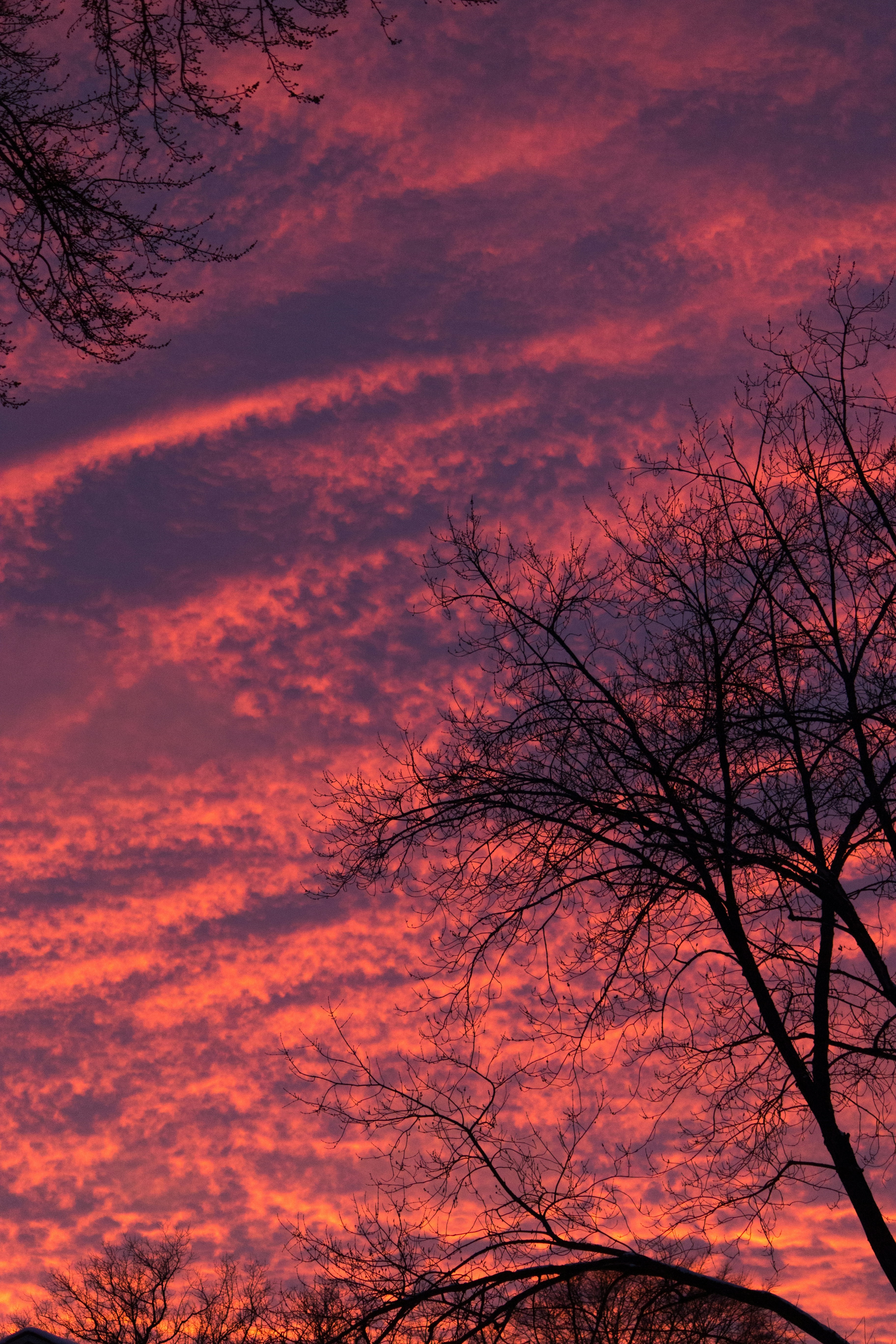 Vibrant sunset sky painted with hues of orange and purple, silhouetted by leafless trees. 