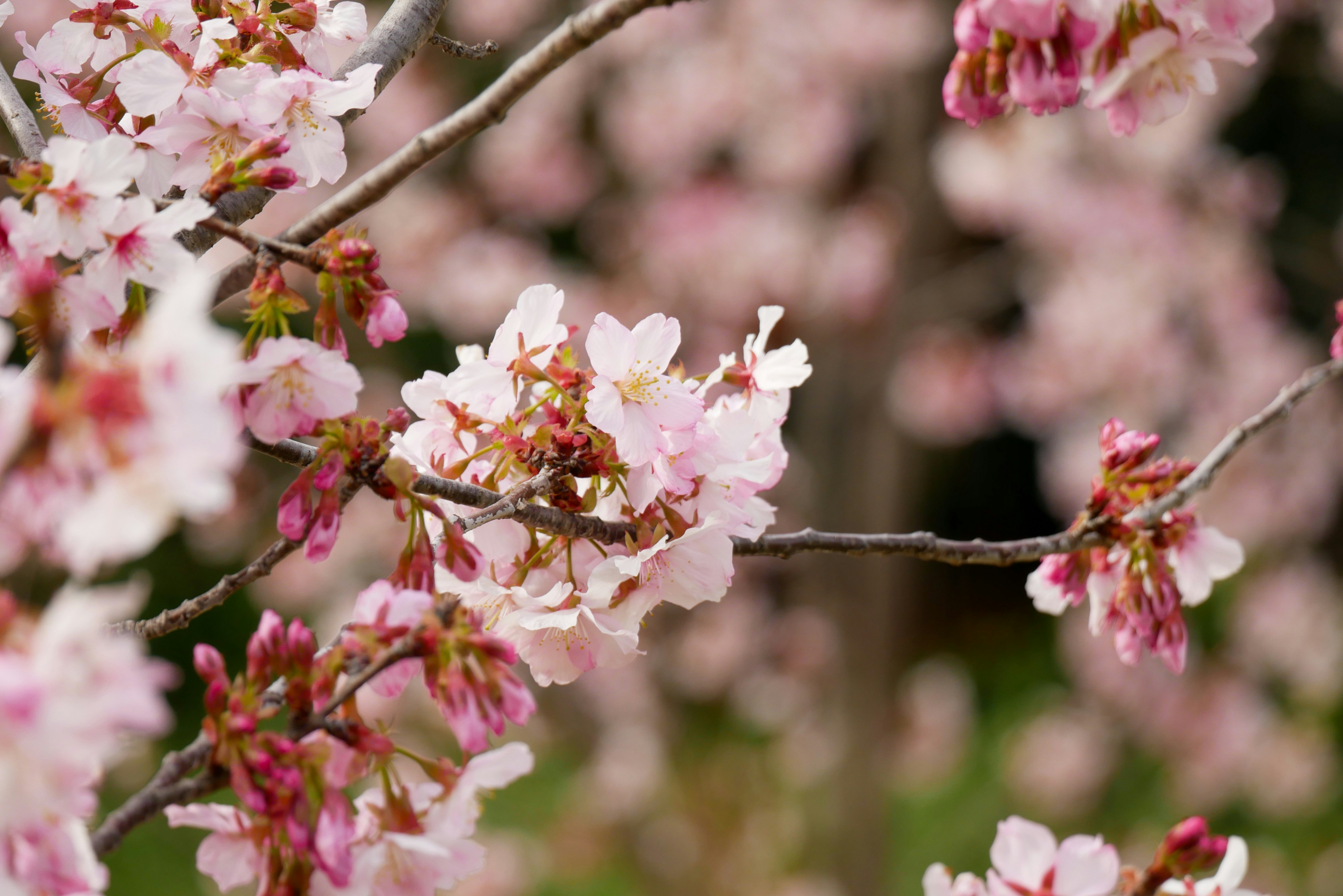 Whispered Petals: A Close-Up of Spring Sakura on a Silent Branch