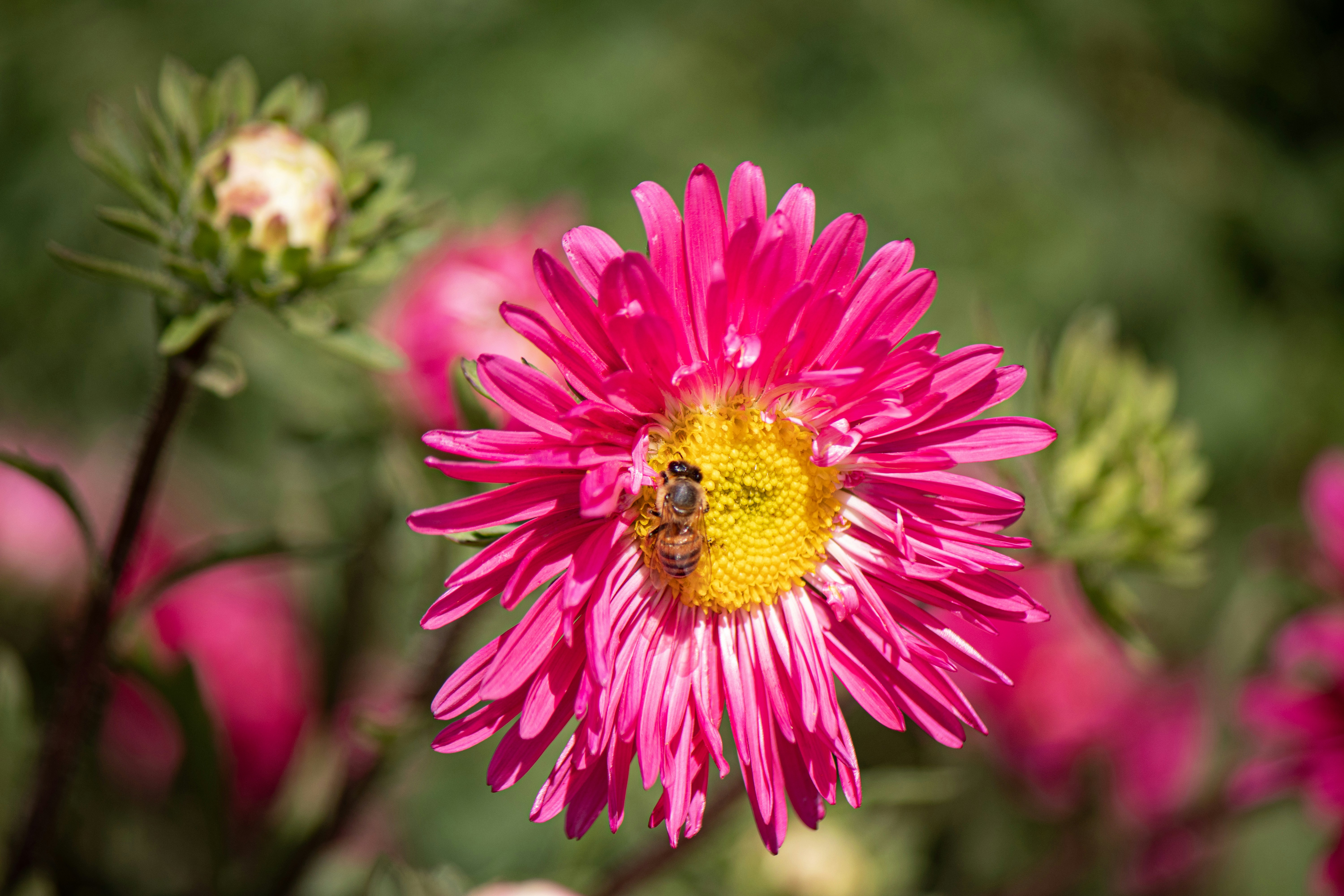 Bee at the Core of a Magenta Bloom in Soft Focus