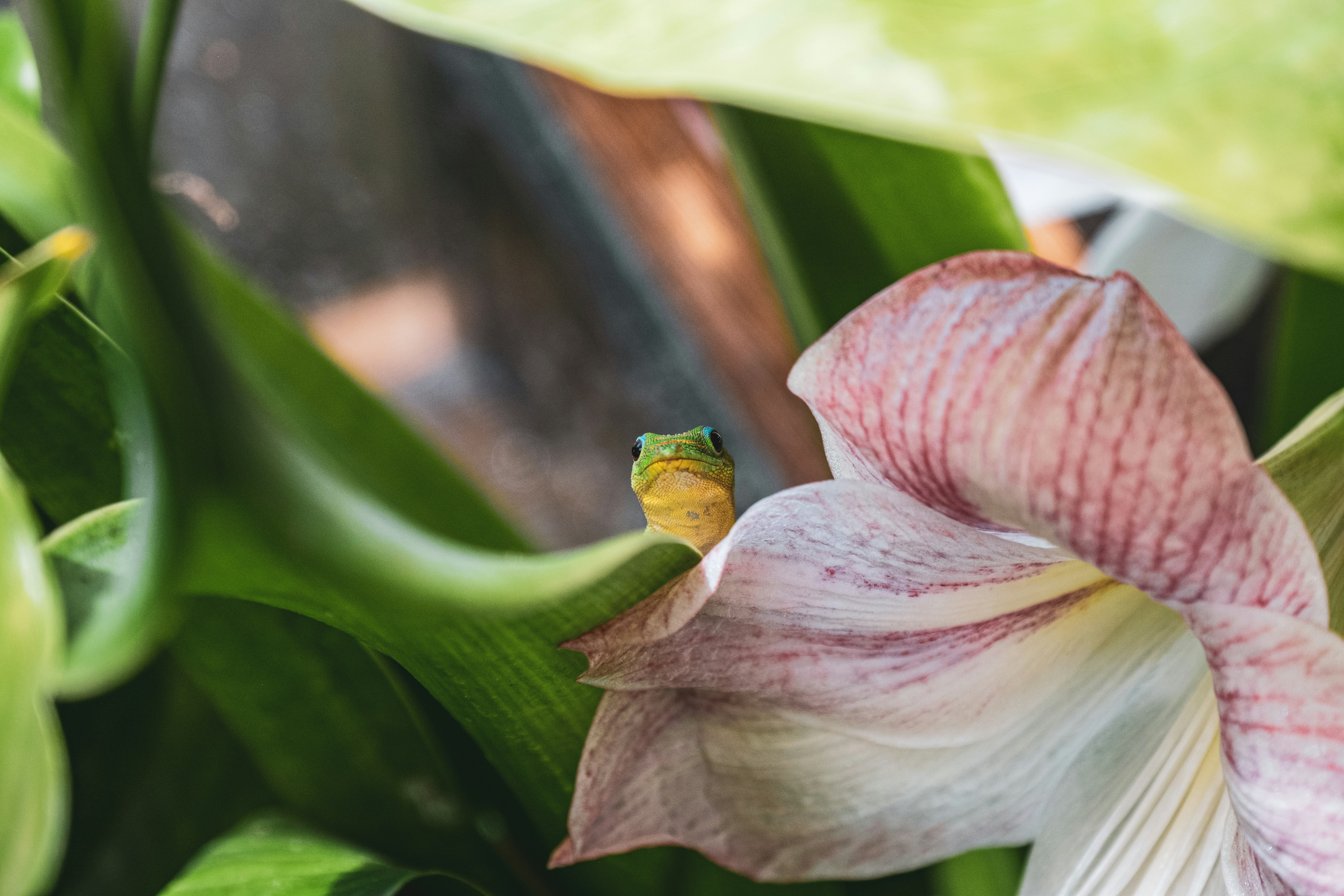 Nature's Peekaboo: Frog Among Petals