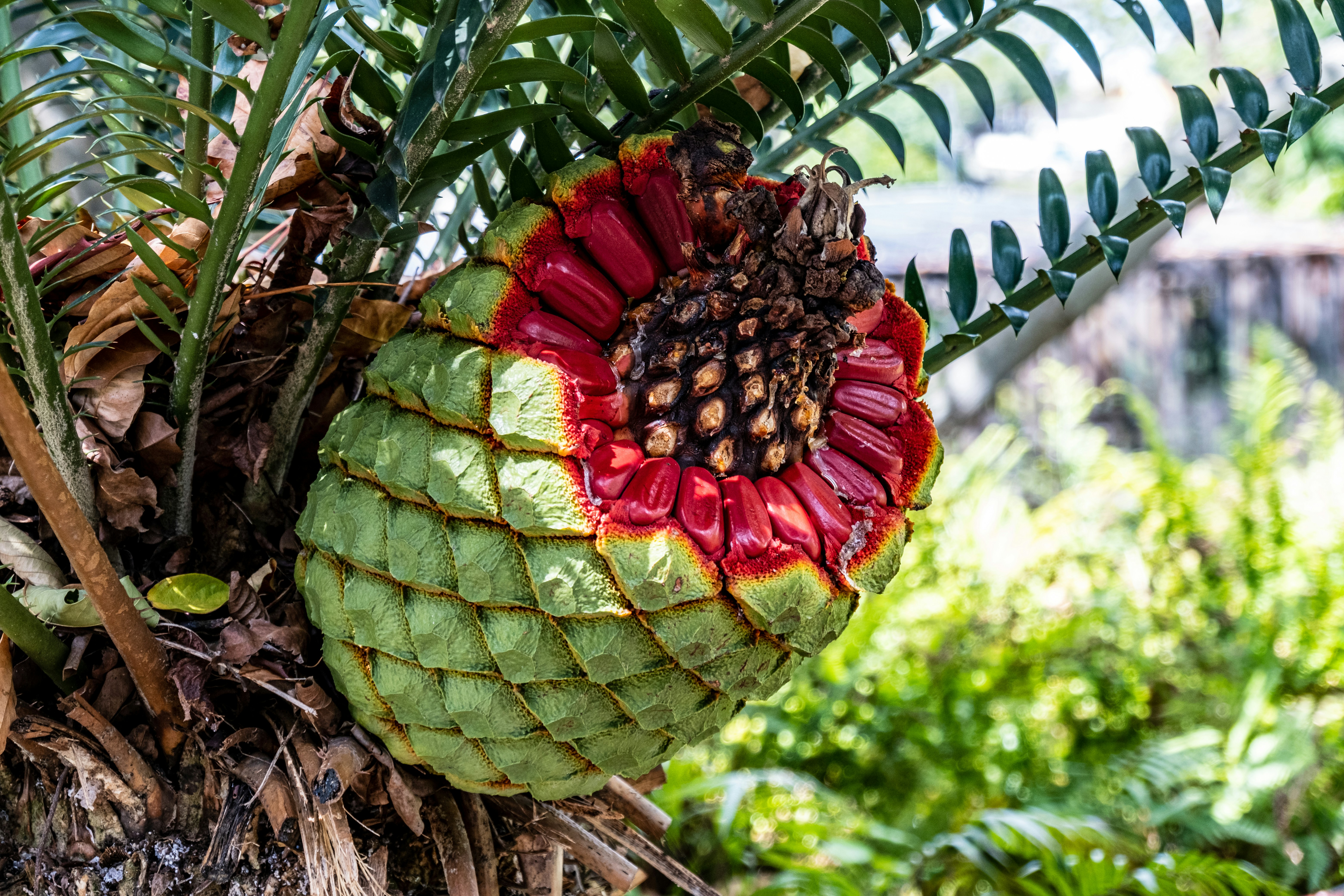 Emerald Pod: A Tropical Bloom's Seeded Burst