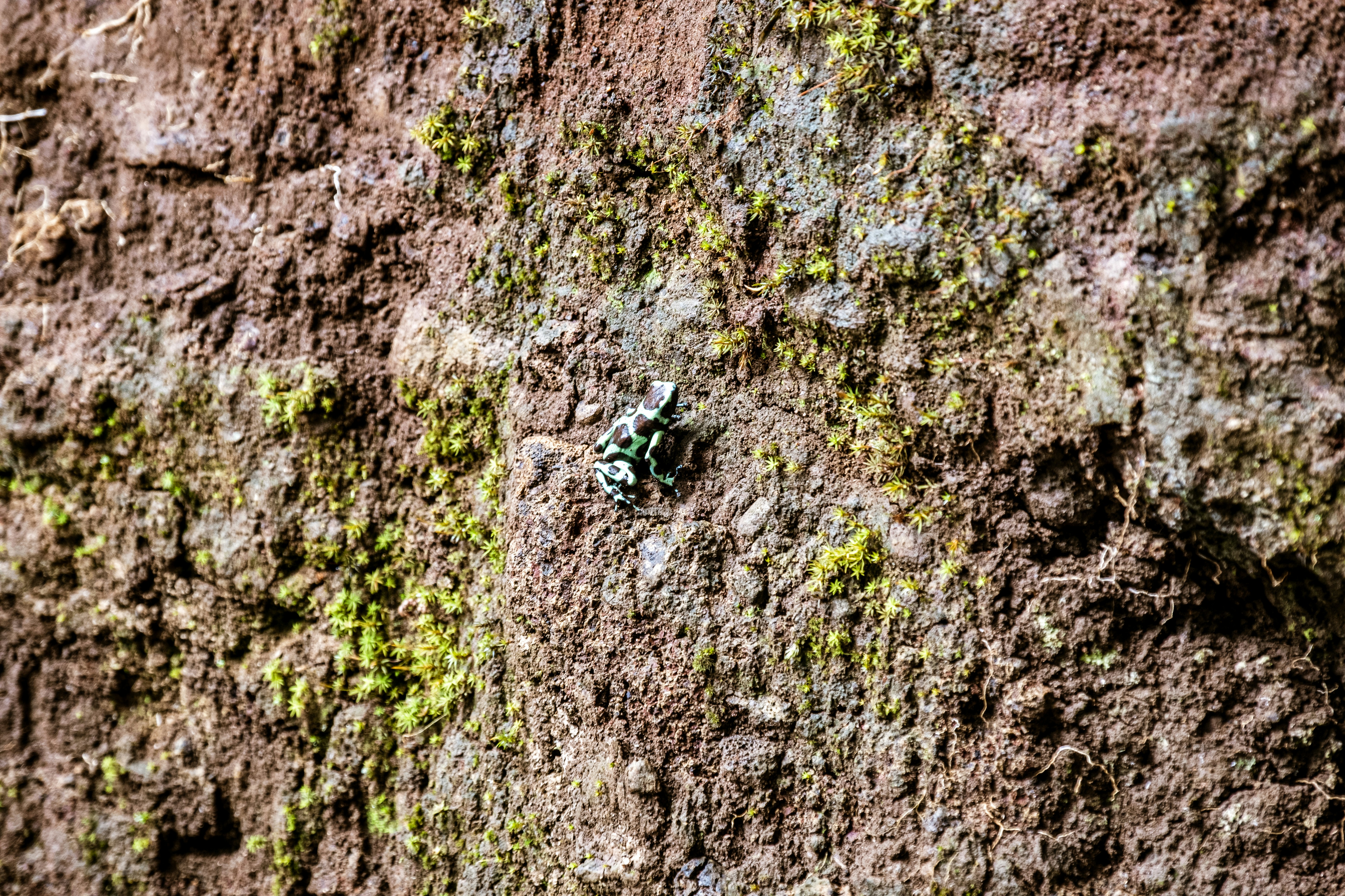 Un gros plan d’un rocher avec de la mousse verte qui pousse dessus ...