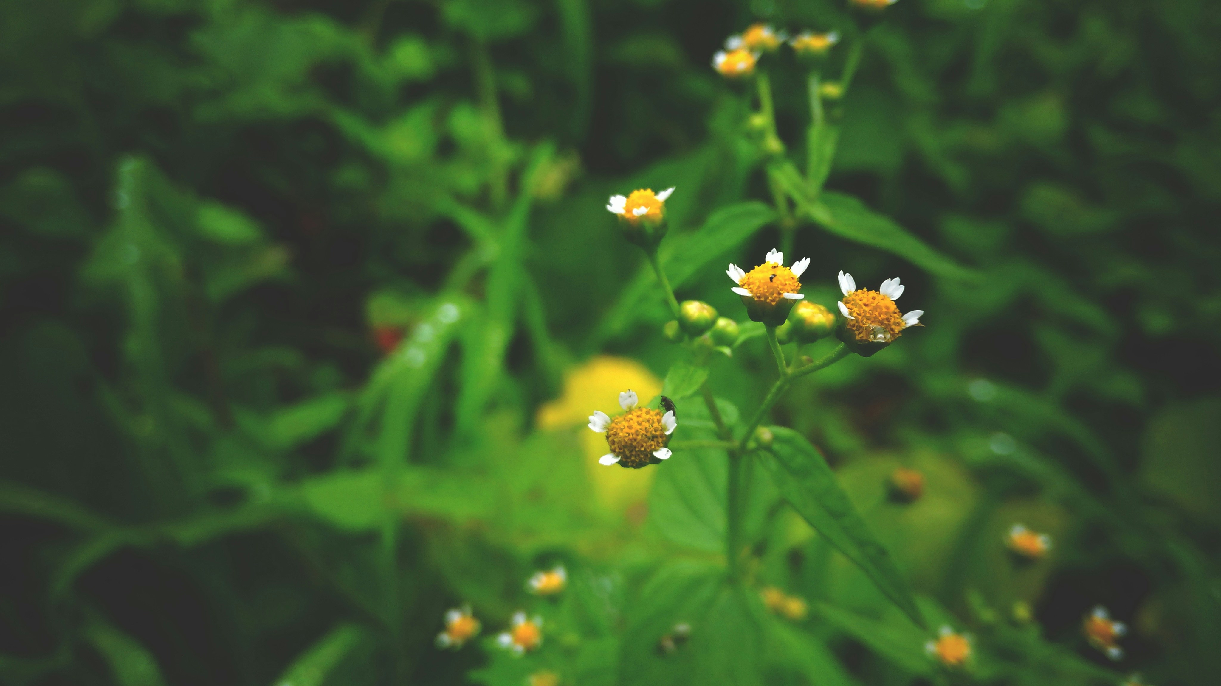 Close-up photograph of tiny white and yellow daisies blooming amid dense green foliage, with a soft bokeh background.