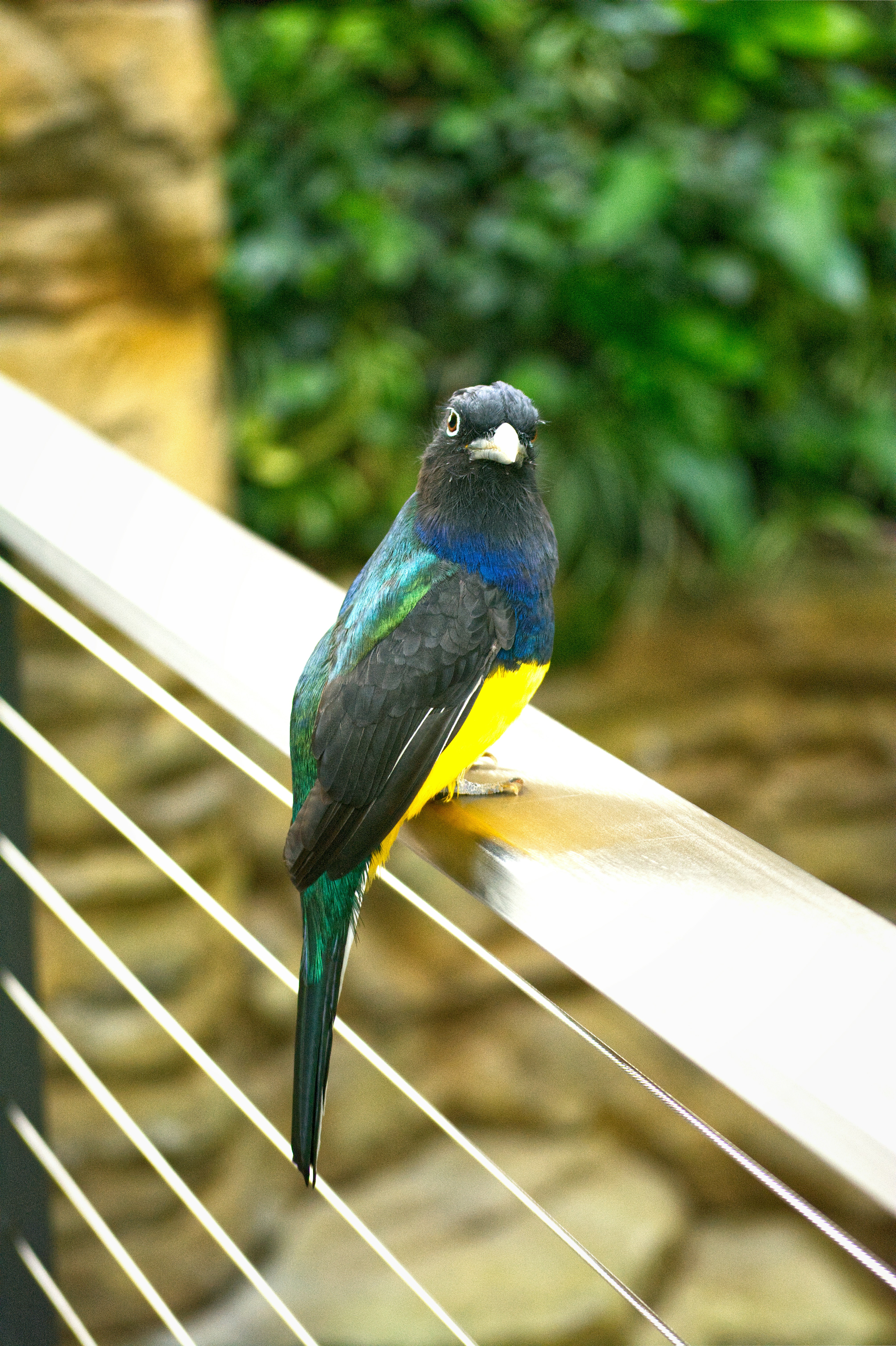 Jewel-Toned Perch on a Sunlit Railscape