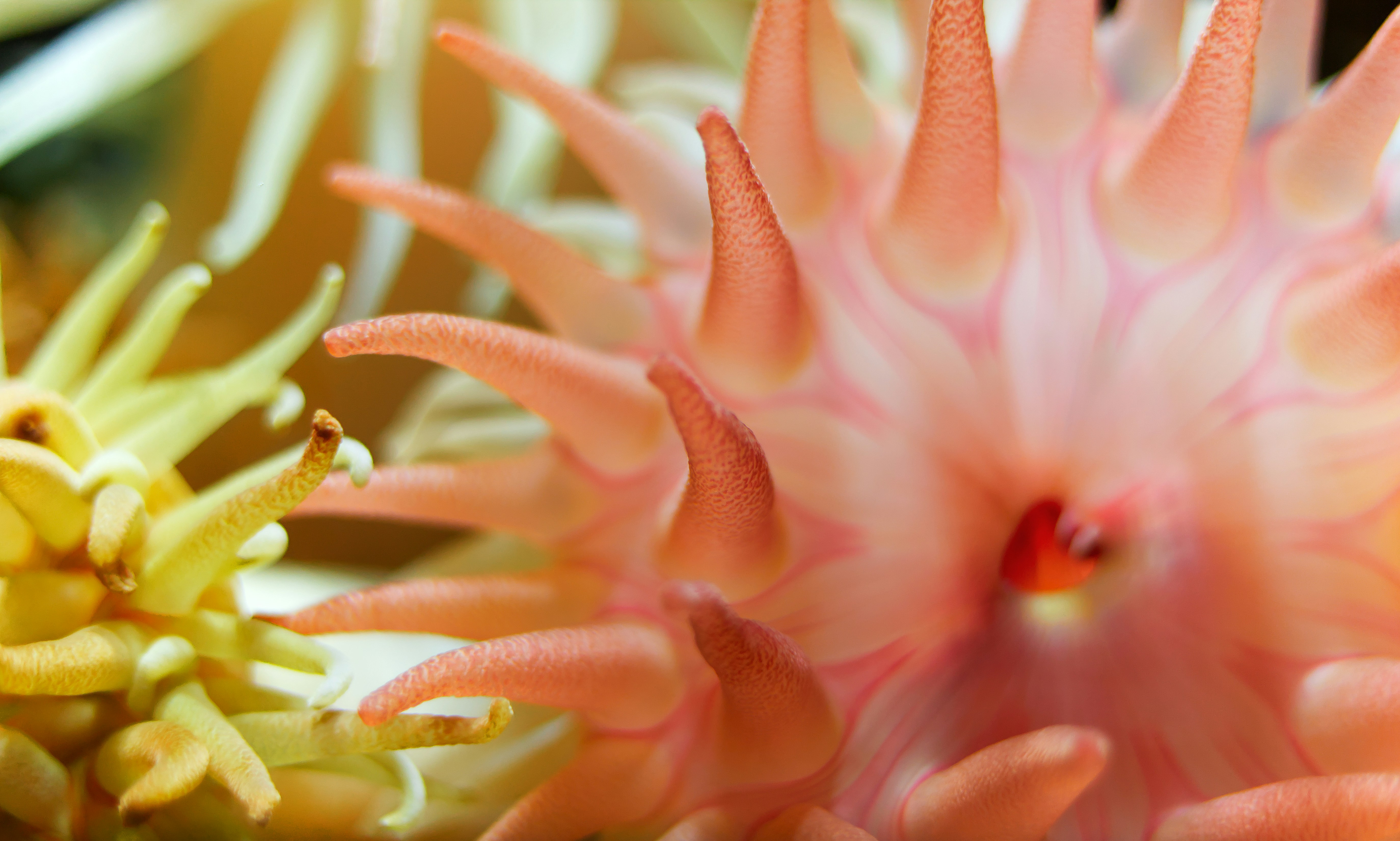 Close-up Bloom: Coral Spires Reaching from a Yellow Sea