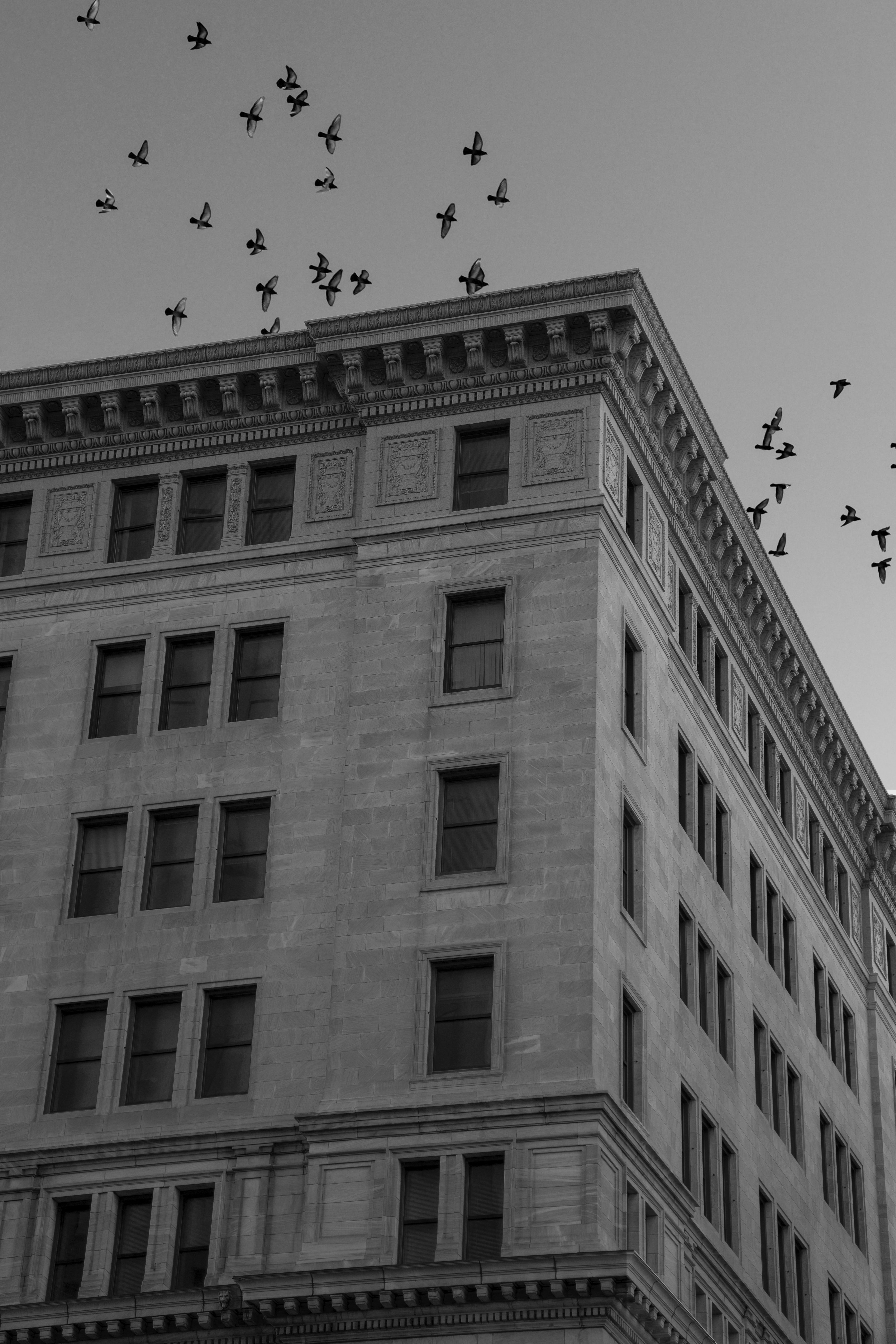 Flock of birds soaring above a historic building's ornate architecture, captured in monochrome. The contrast highlights the interplay between nature and urban design.