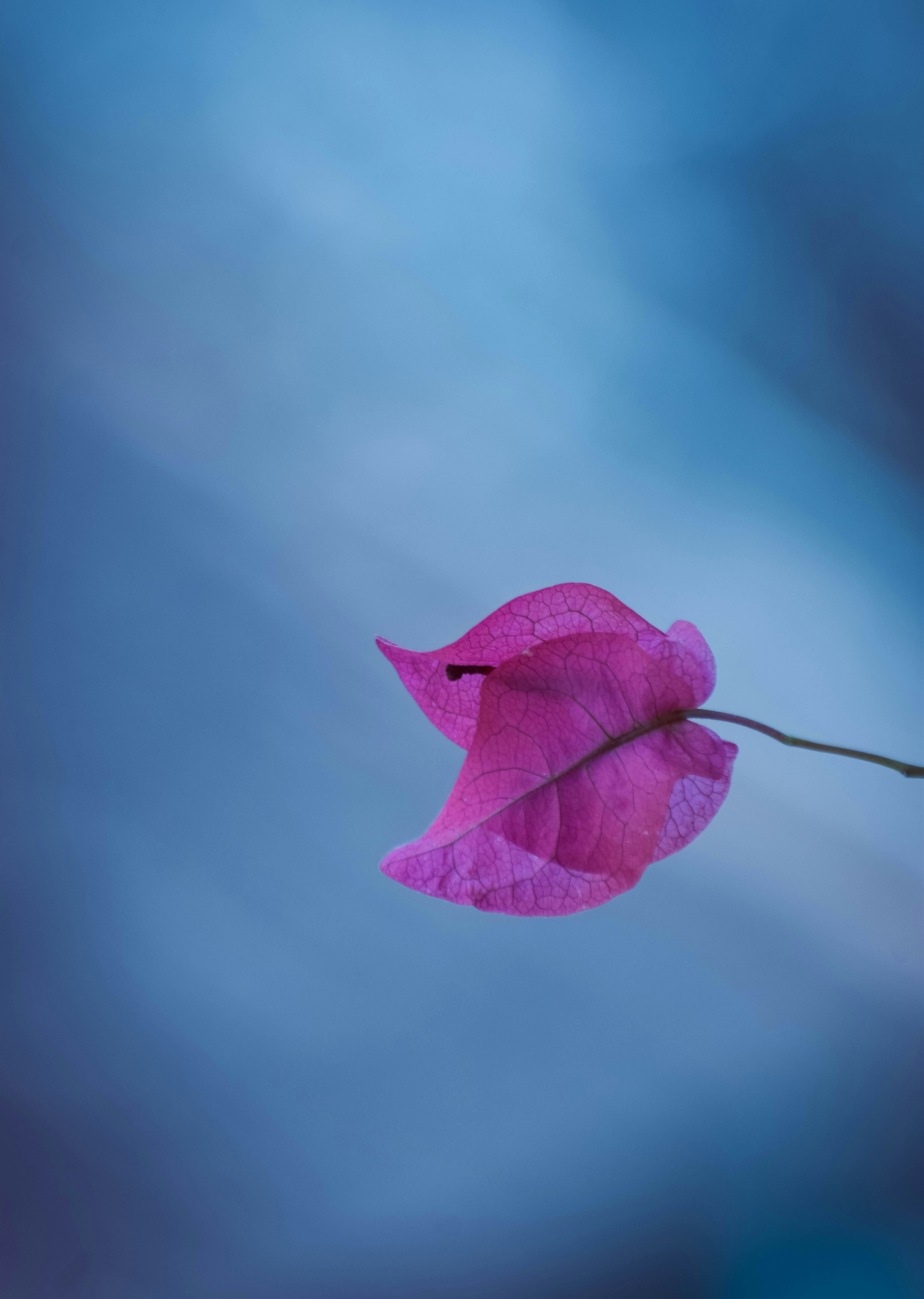 Teal And Pink Flower Backgrounds