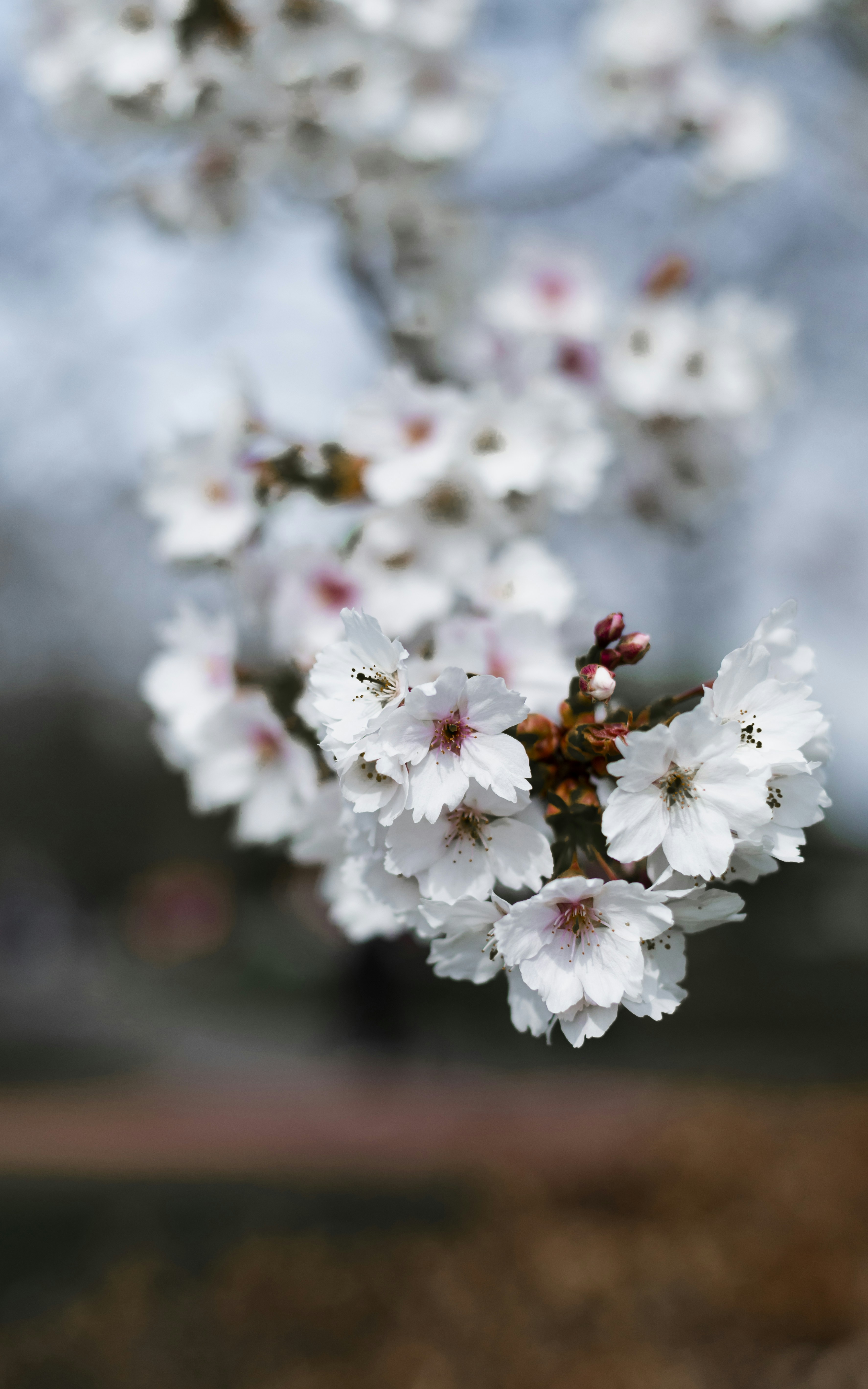 Blossoms in Focus: A Quiet Juxtaposition of White Petals and Soft Blur