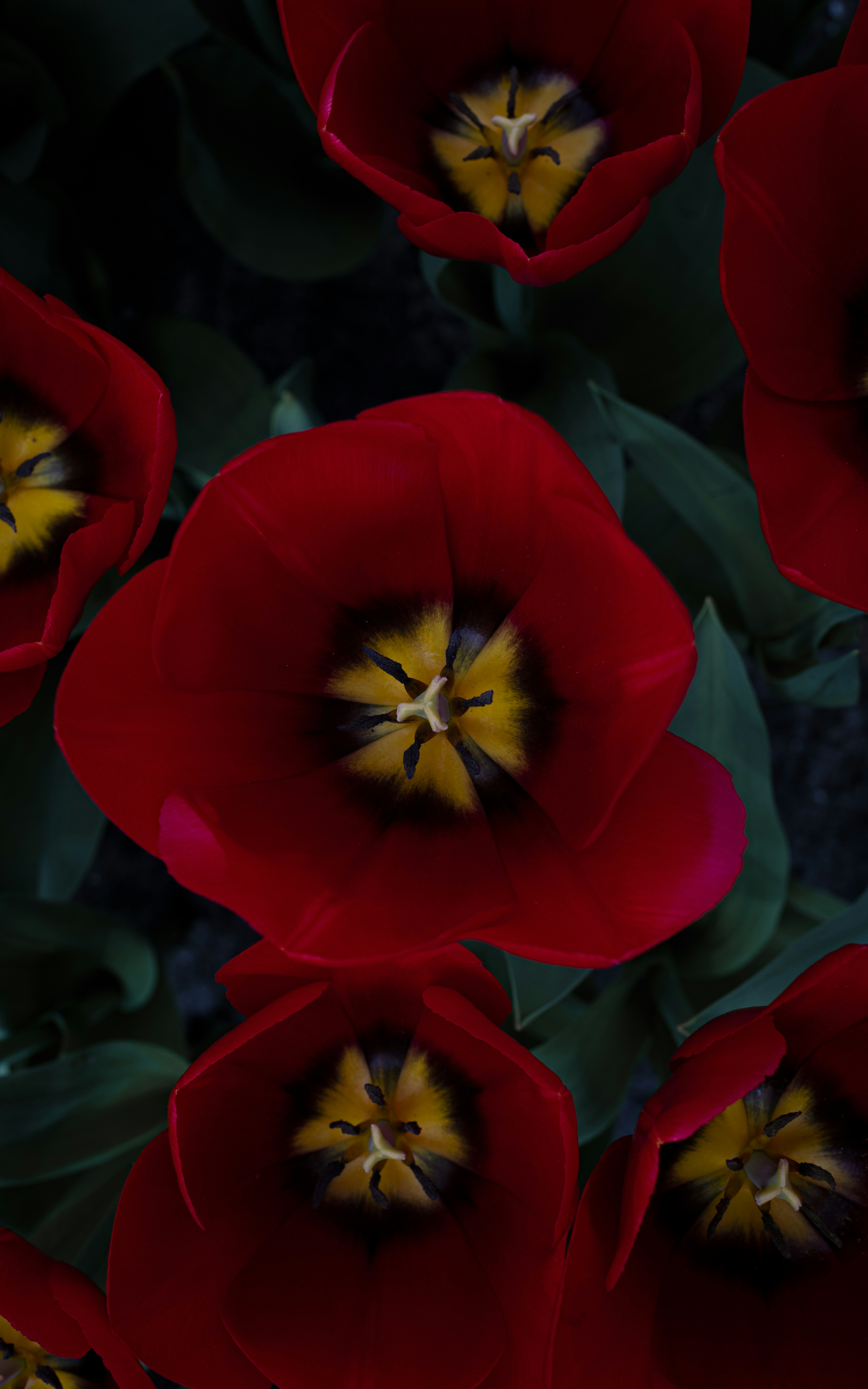 Crimson Tulips: A Moment Above the Velvet Petals