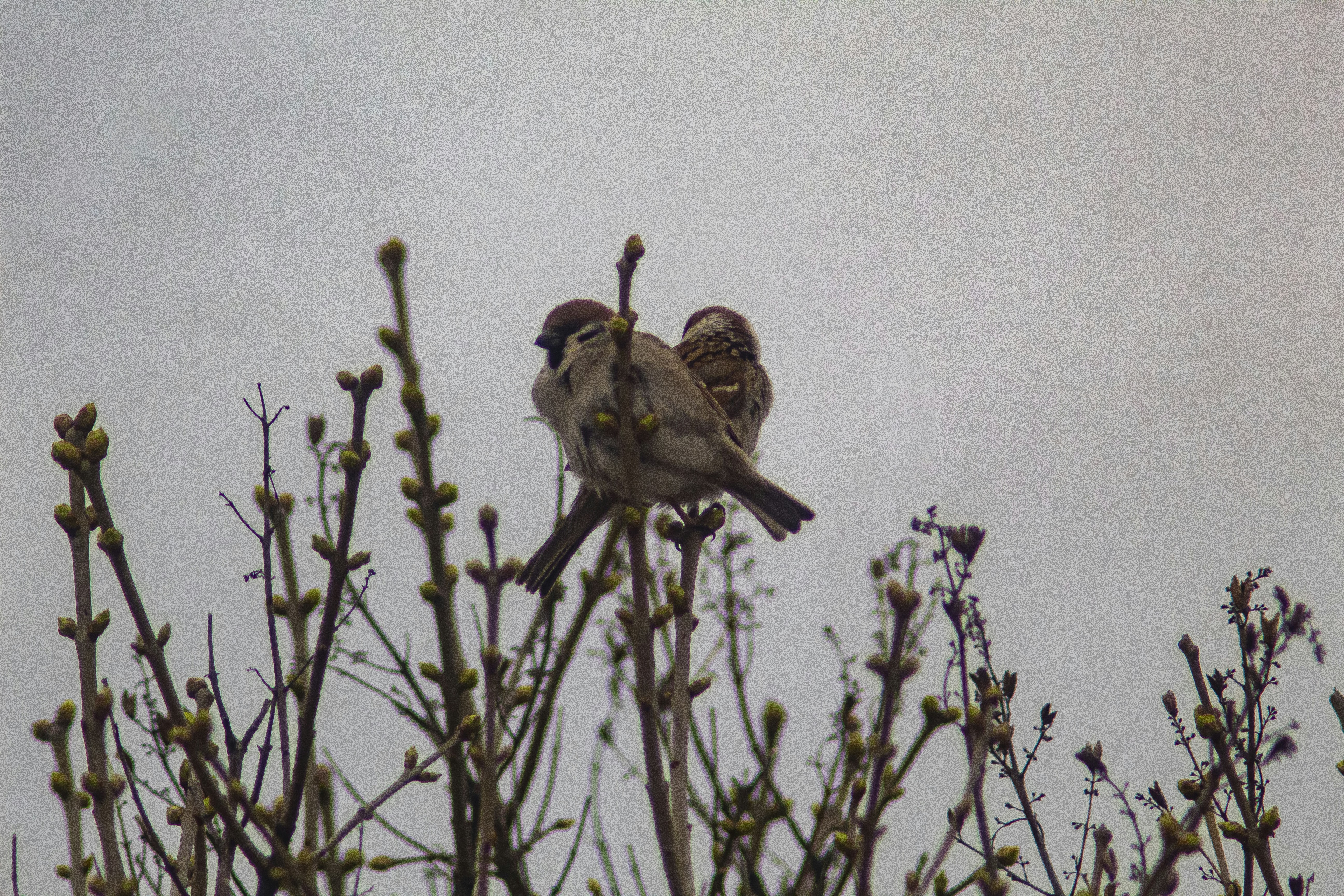two small birds perched on top of a tree