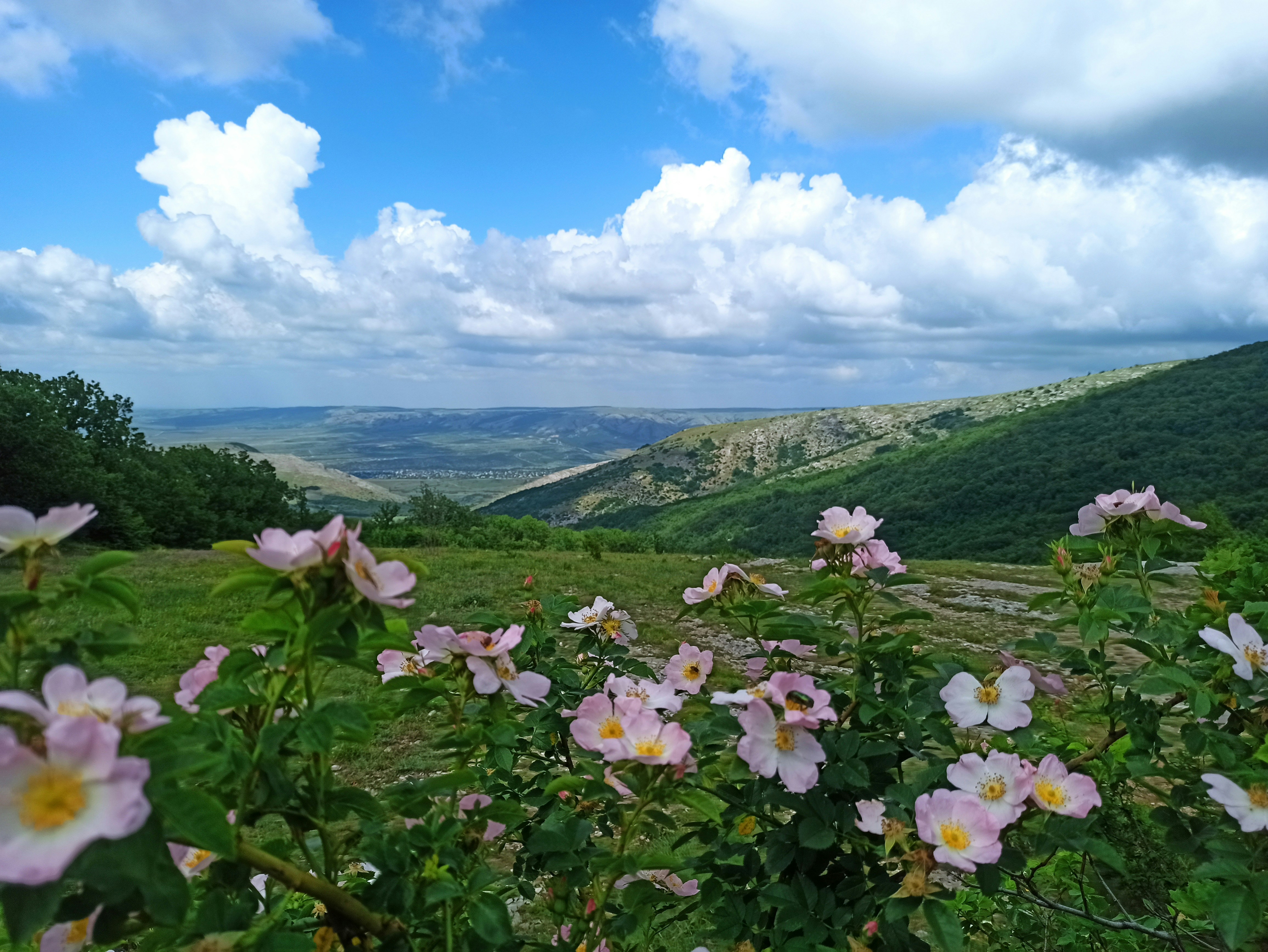 a field of flowers with mountains in the background
