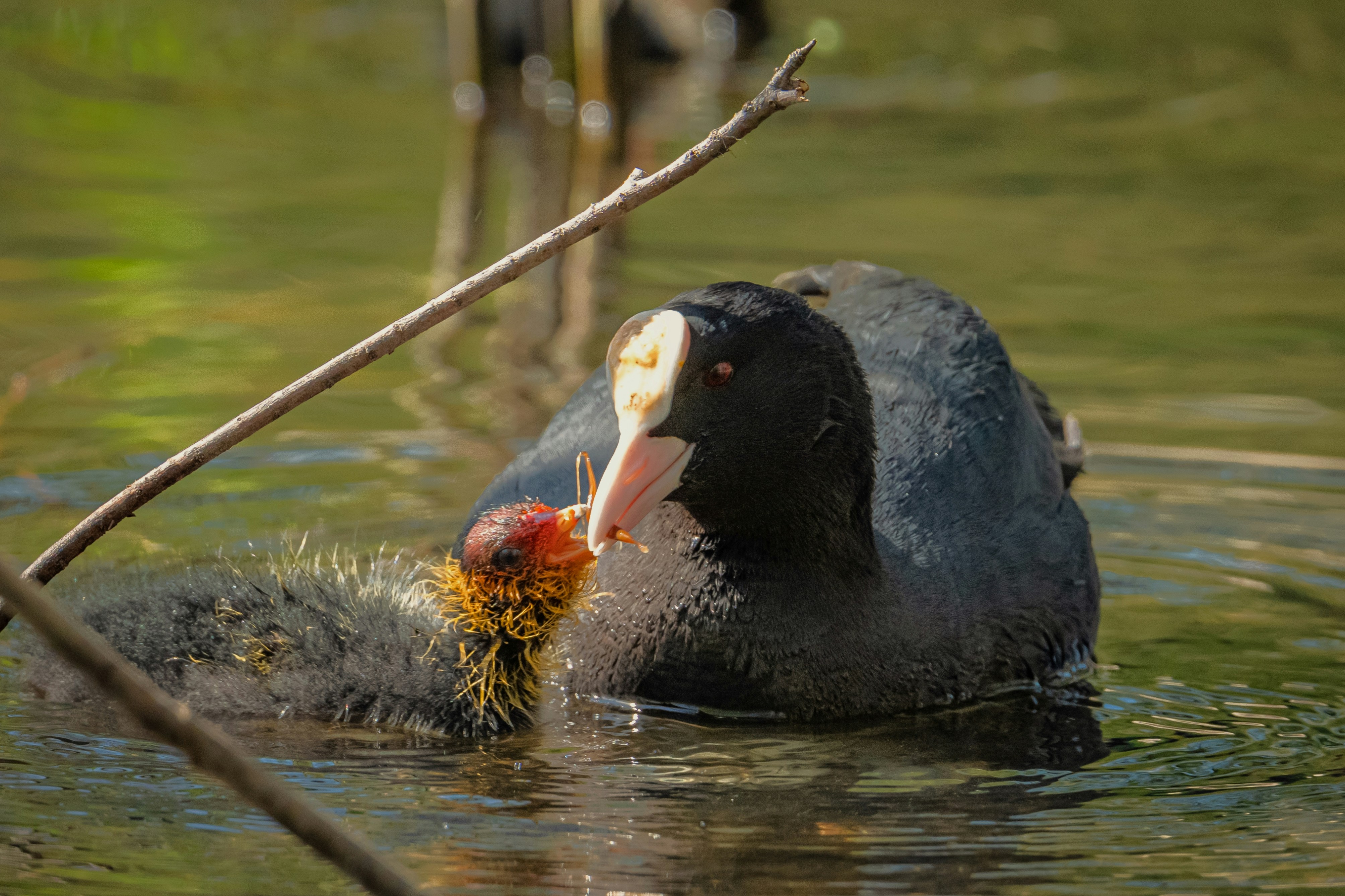 Beak and Ember: A Black Waterfowl Tends an Ember Chick at the Pond