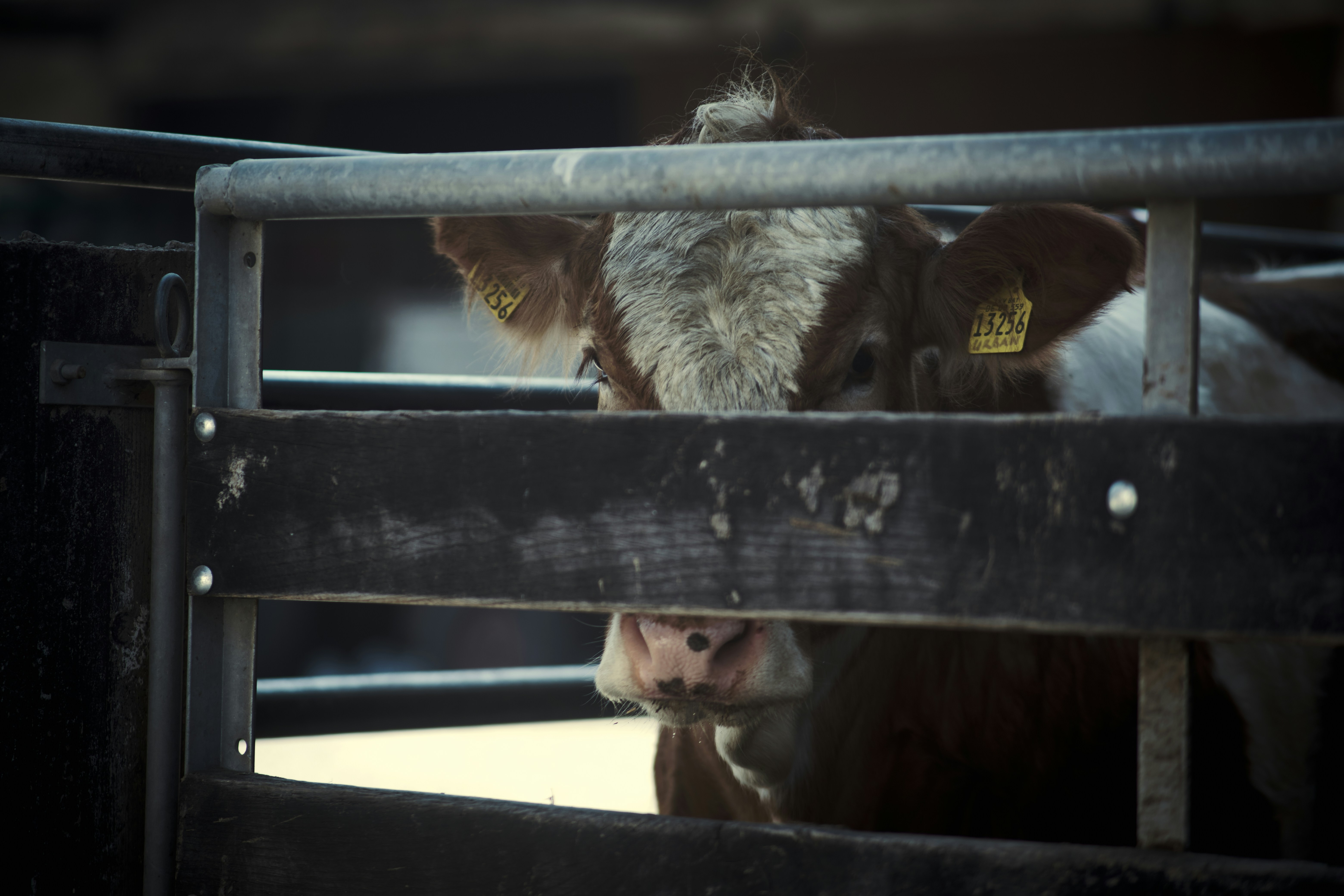 A cow looking through the gate of its stall photo – Free Cow Image on ...