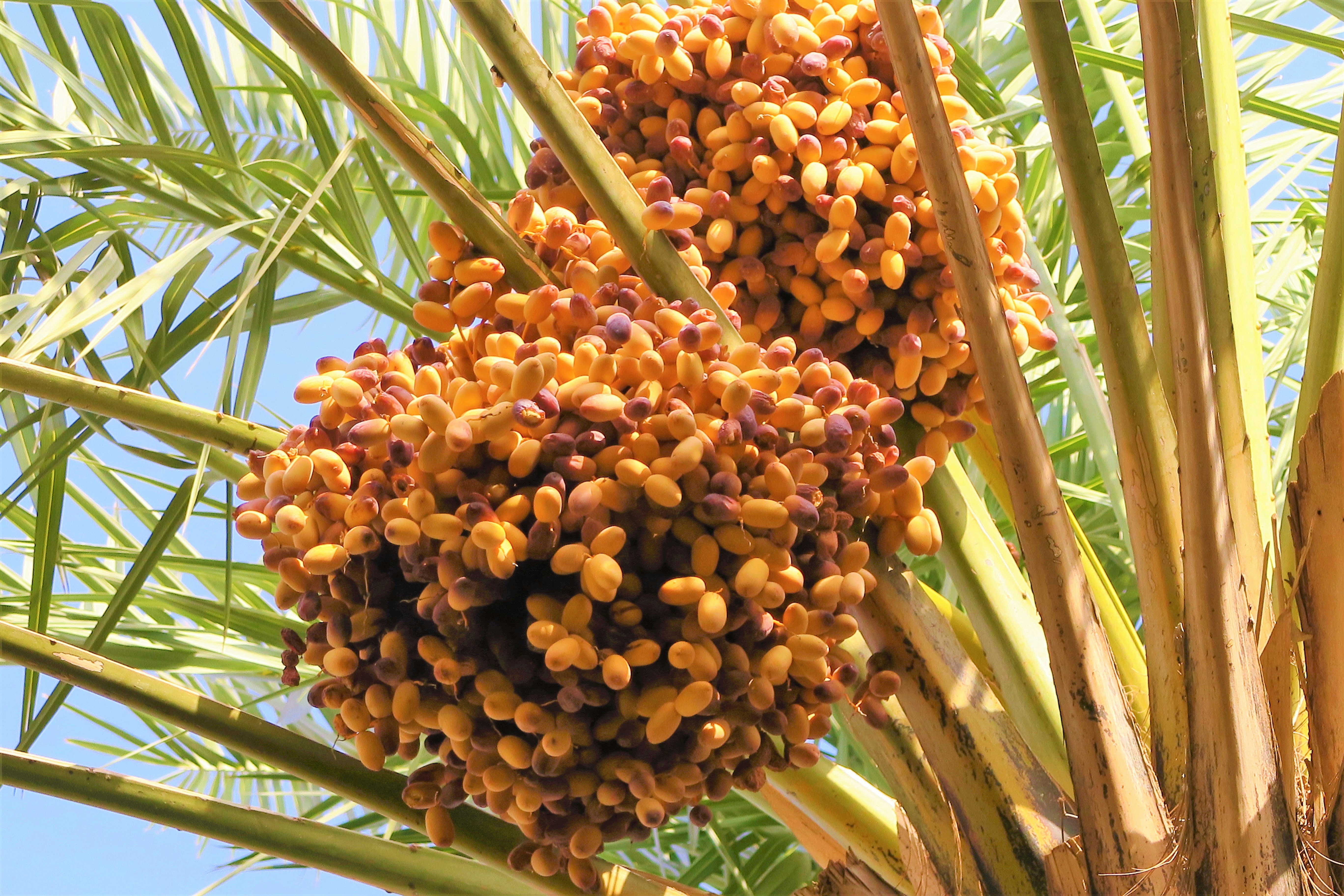 A bunch of fruit hanging from a palm tree photo – Free Hurma Image on ...