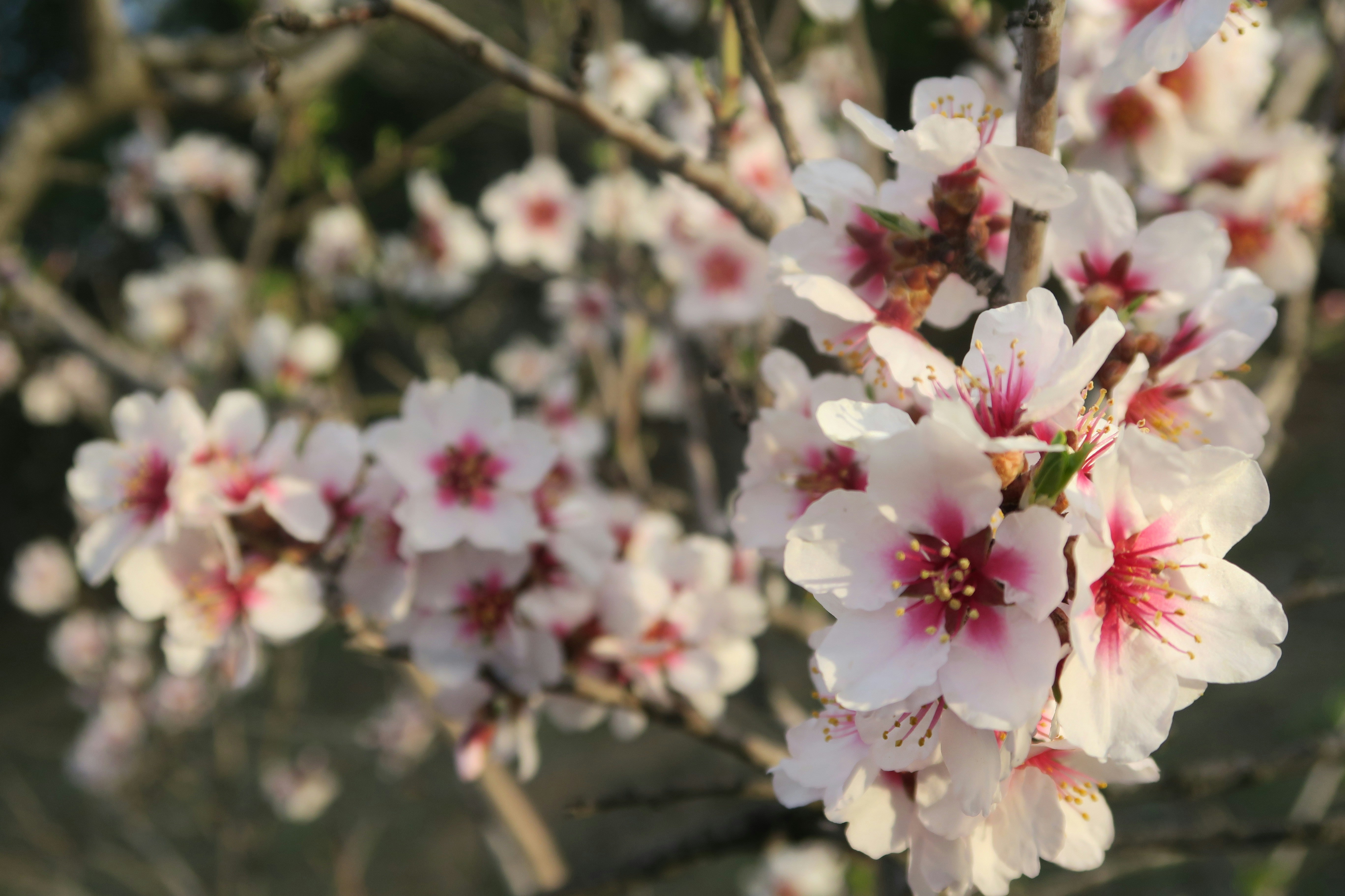Un bouquet de fleurs blanches et roses sur un arbre photo – Photo ...