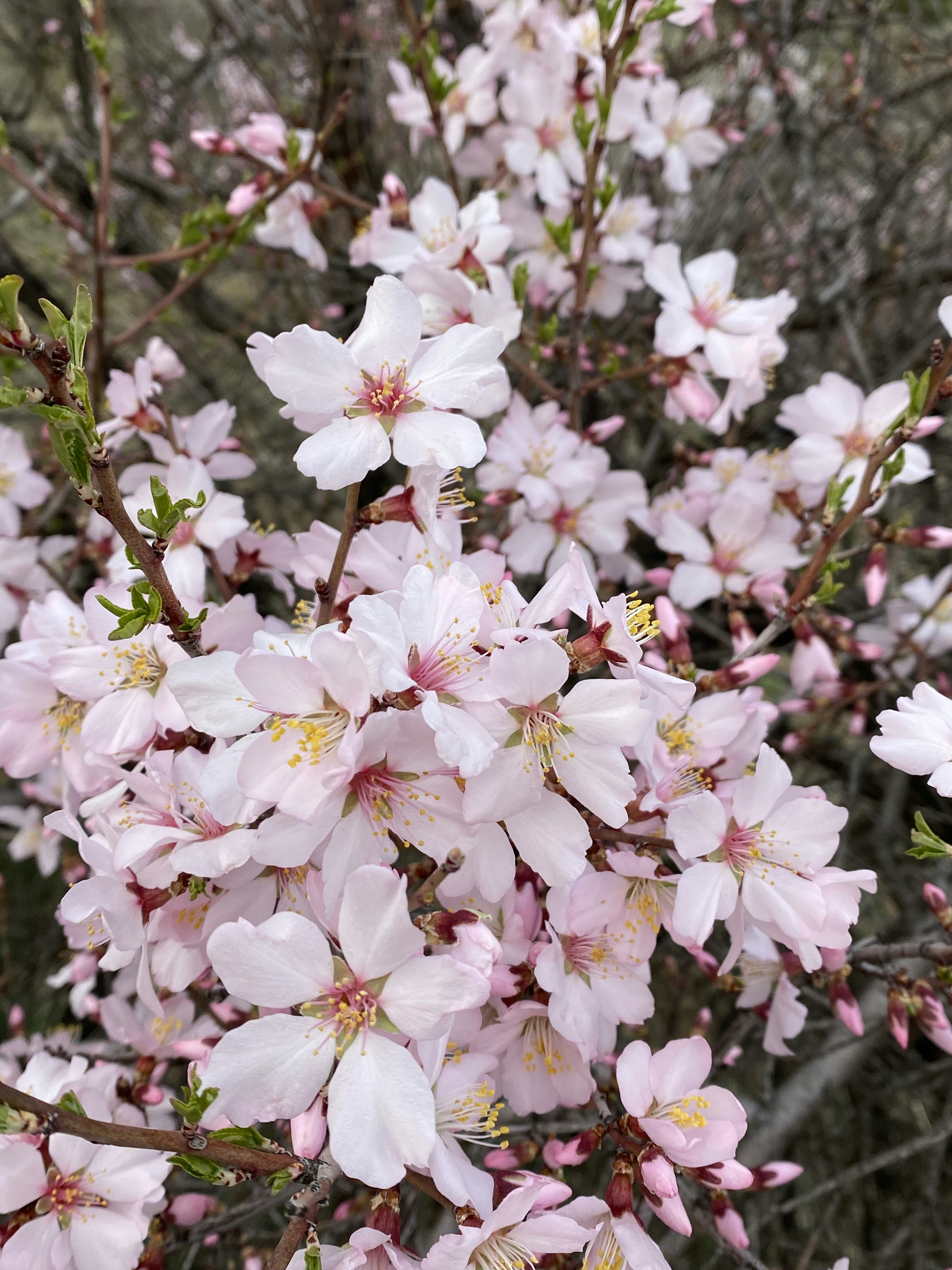 Un bouquet de fleurs roses qui sont sur un arbre photo – Photo Ankara ...