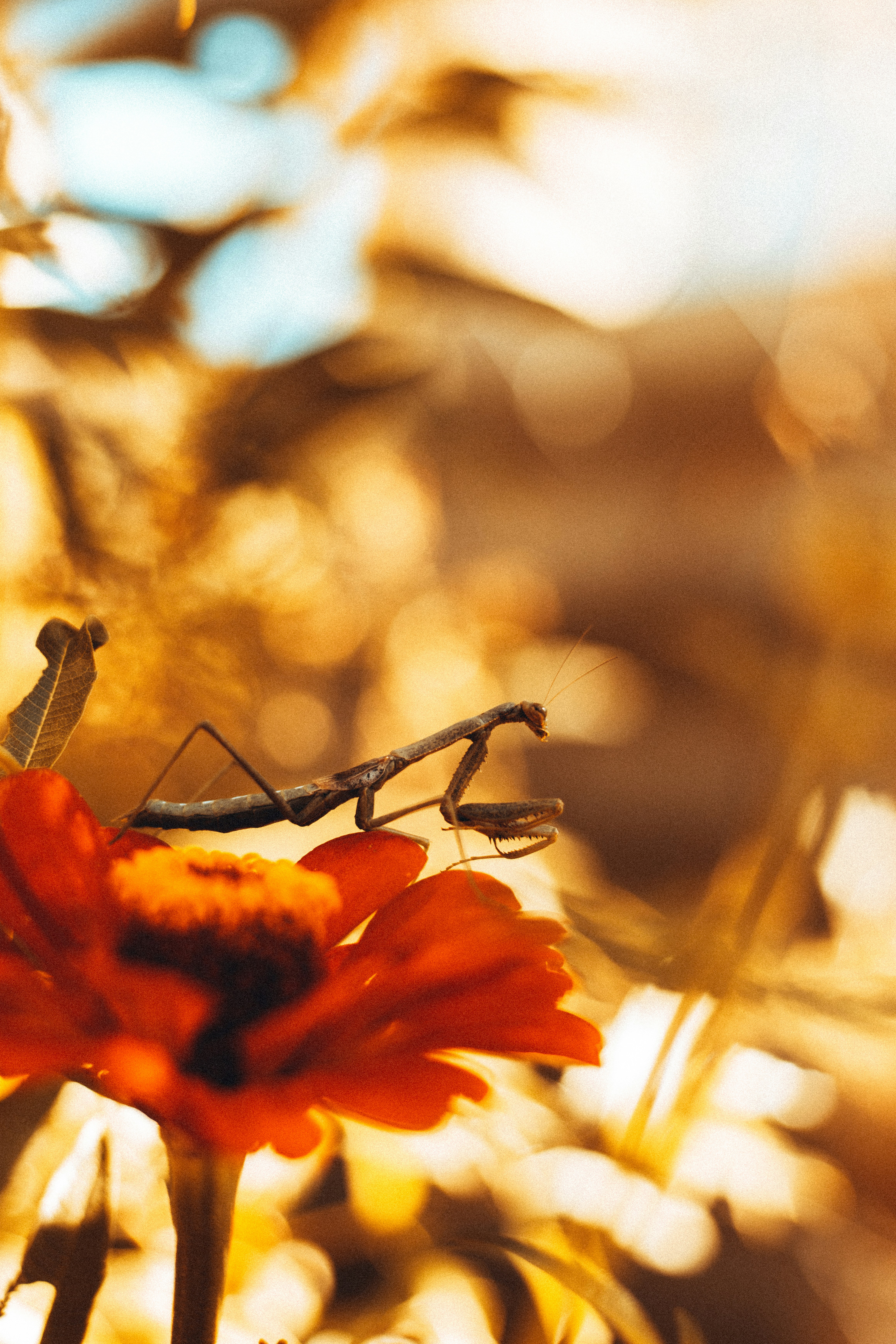 Crimson Blossom and a Silent Stick: Autumn Light Through Dry Petals