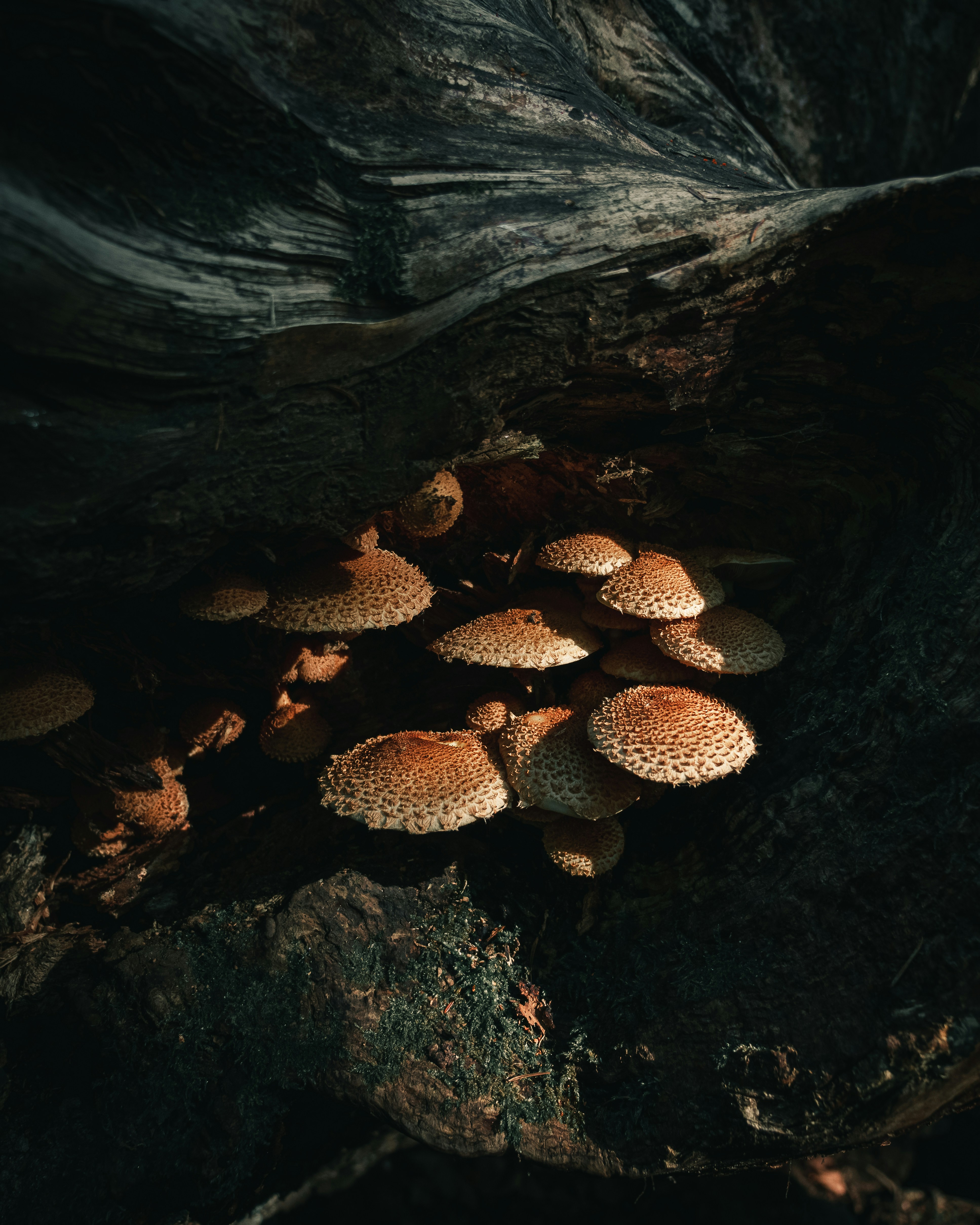 a group of mushrooms growing on a tree stump