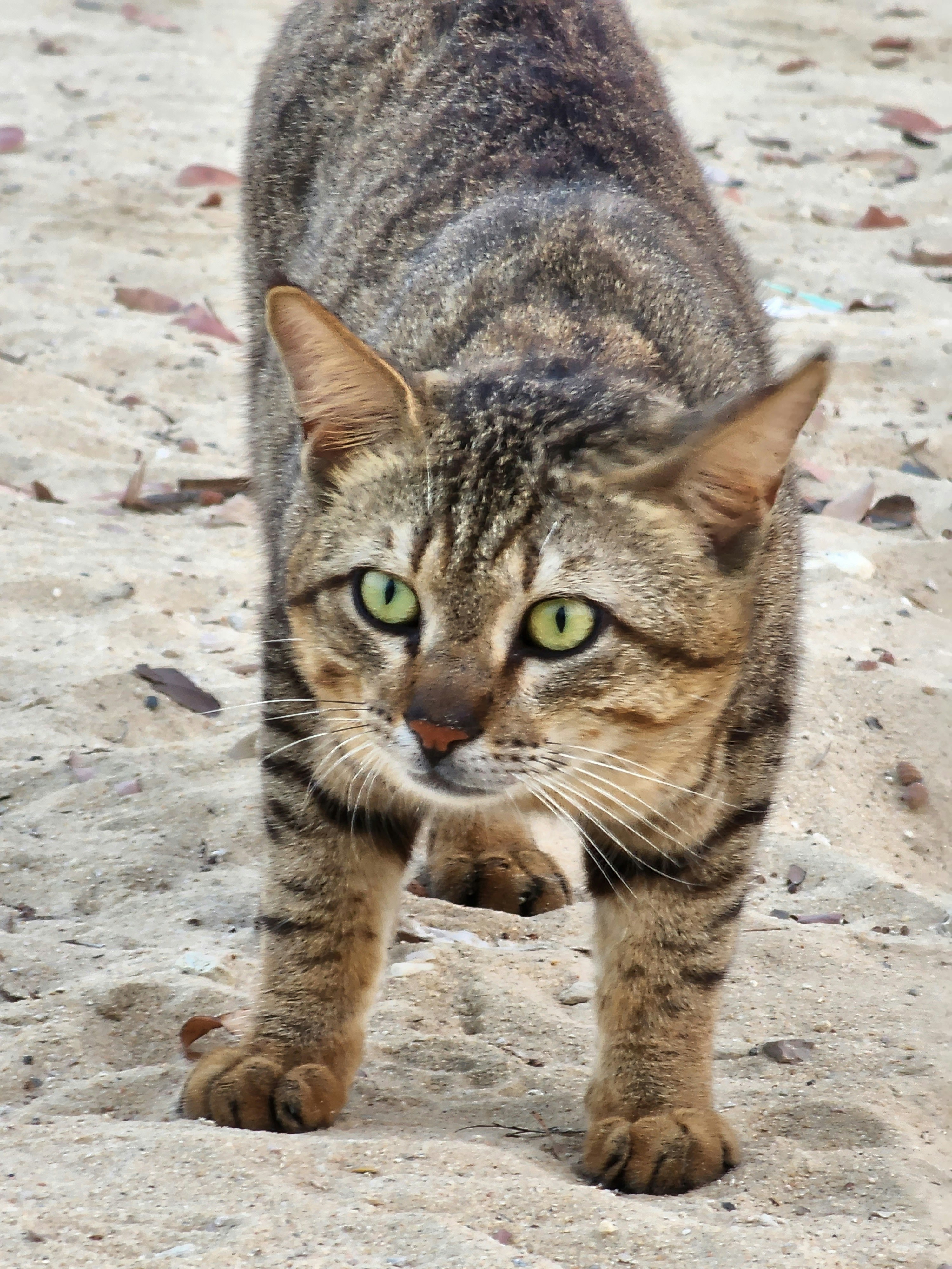 Lost cat searching for food and care