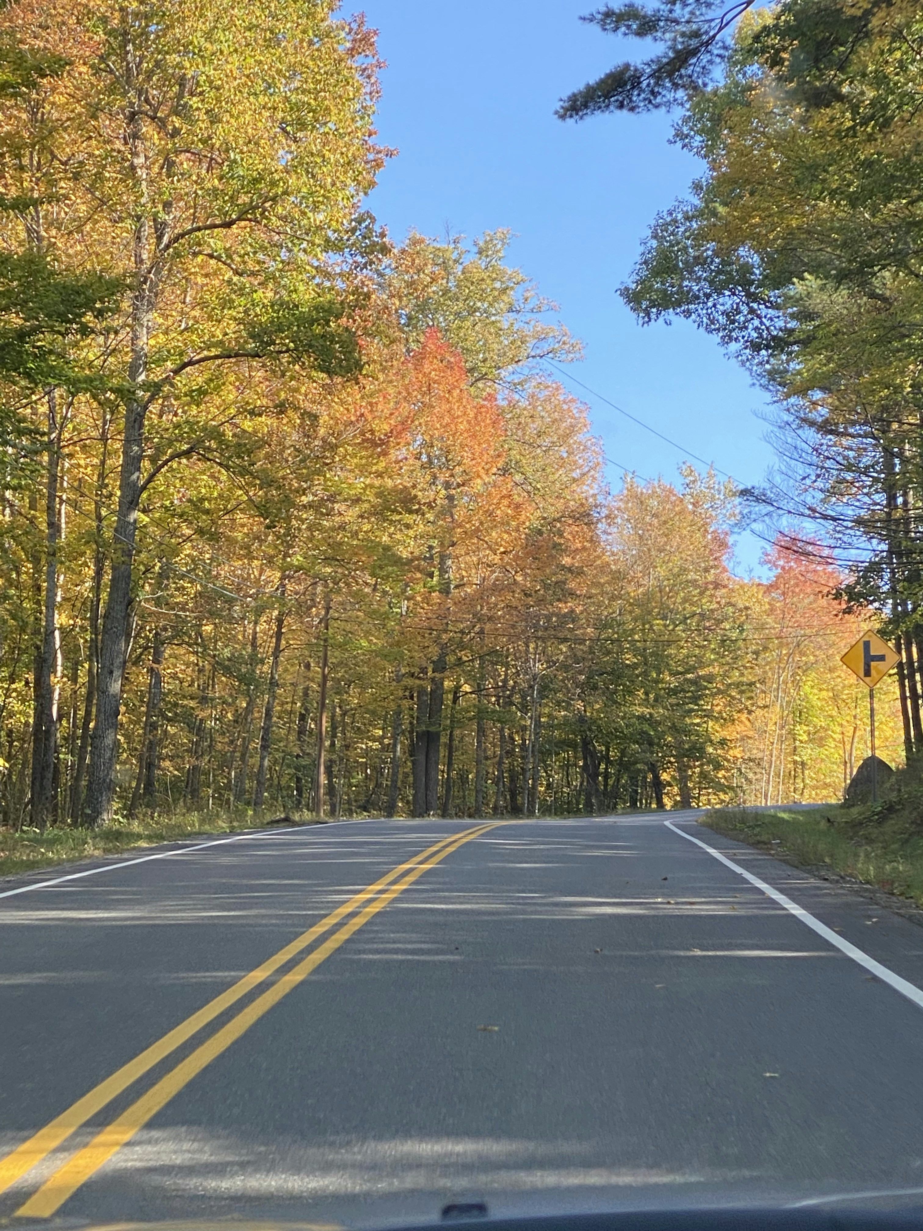 A car driving down a road surrounded by trees photo – Free Brown Image ...