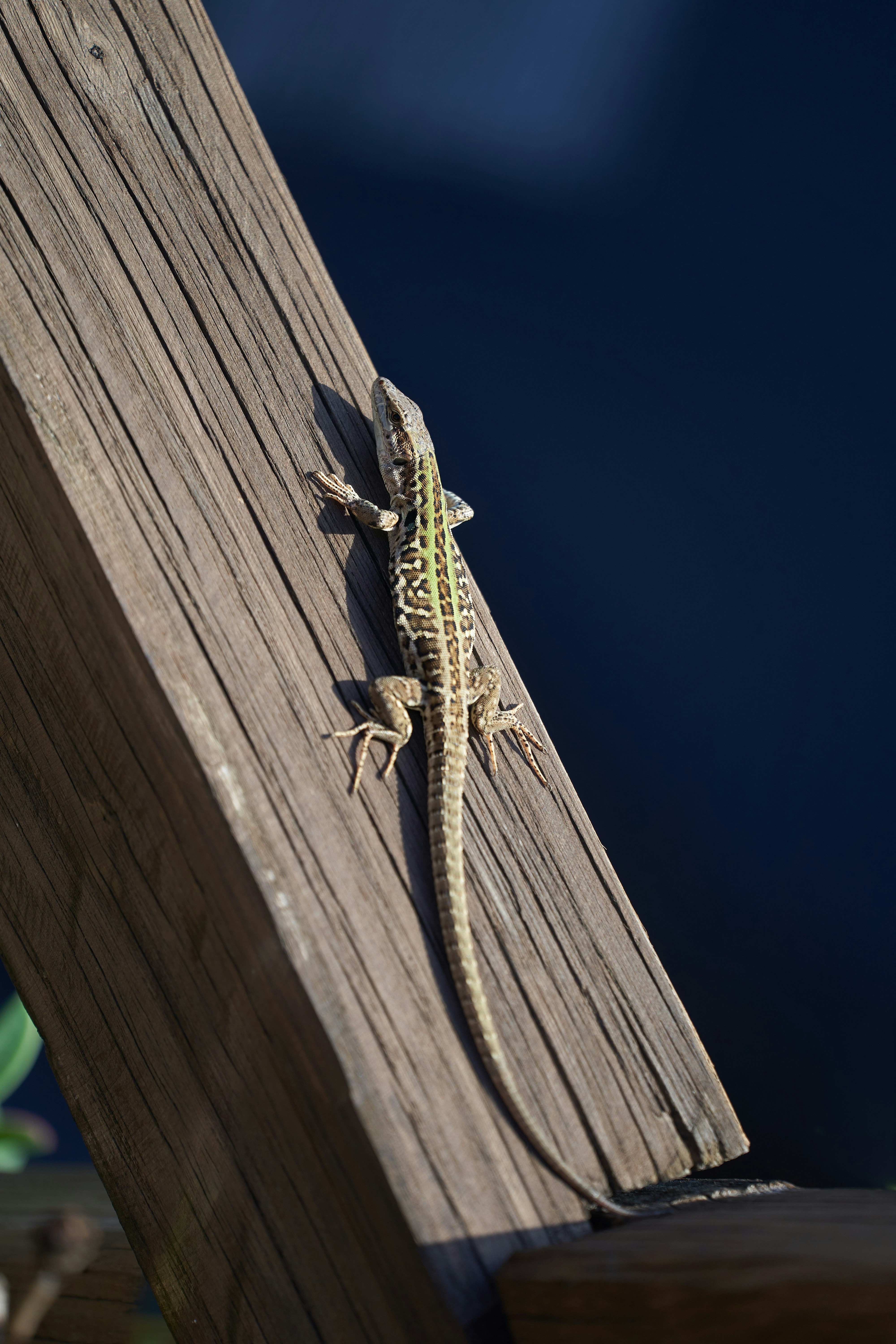 Sunlit Lizard on Weathered Wood: A Minute Detail of a Quiet Climb