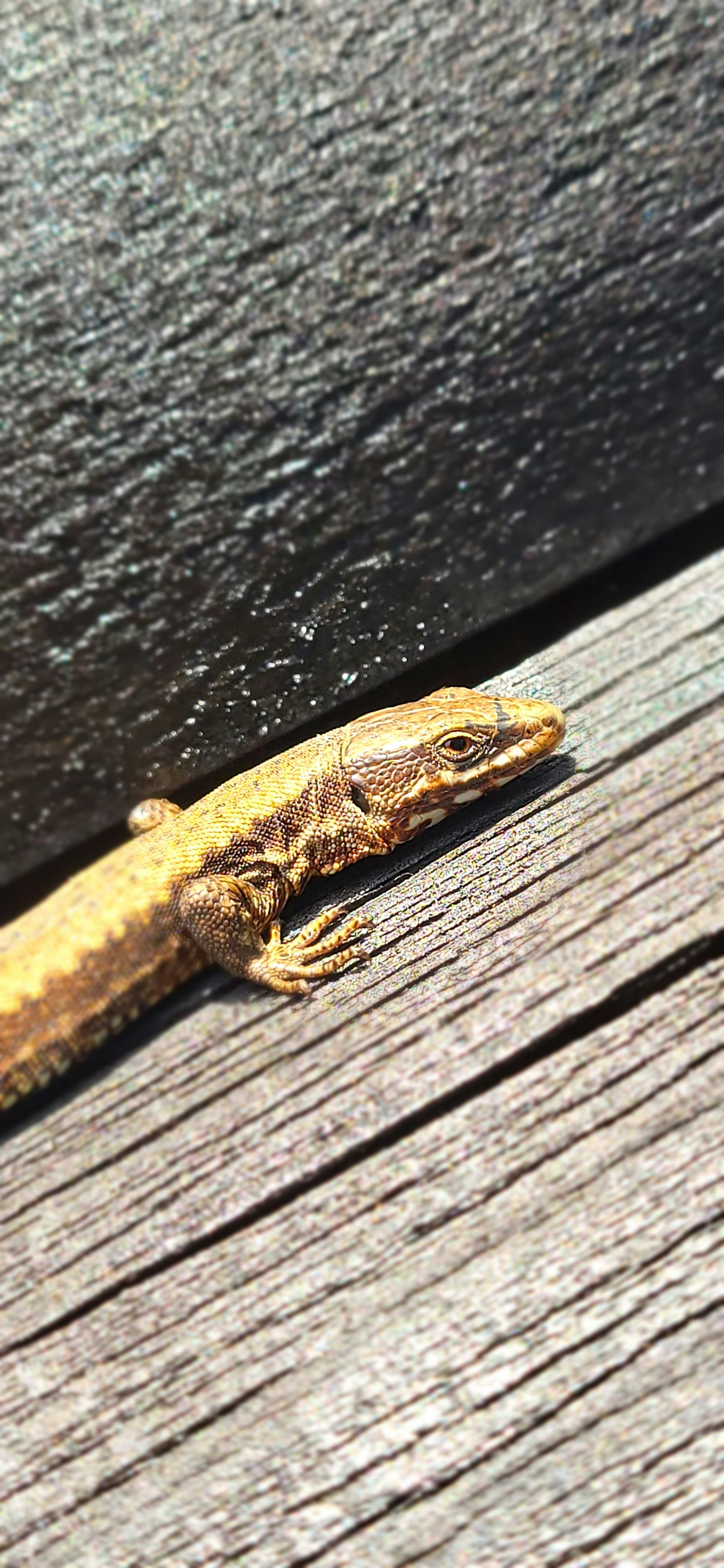 Copper Lizard on Weathered Deck in Sunlit Detail