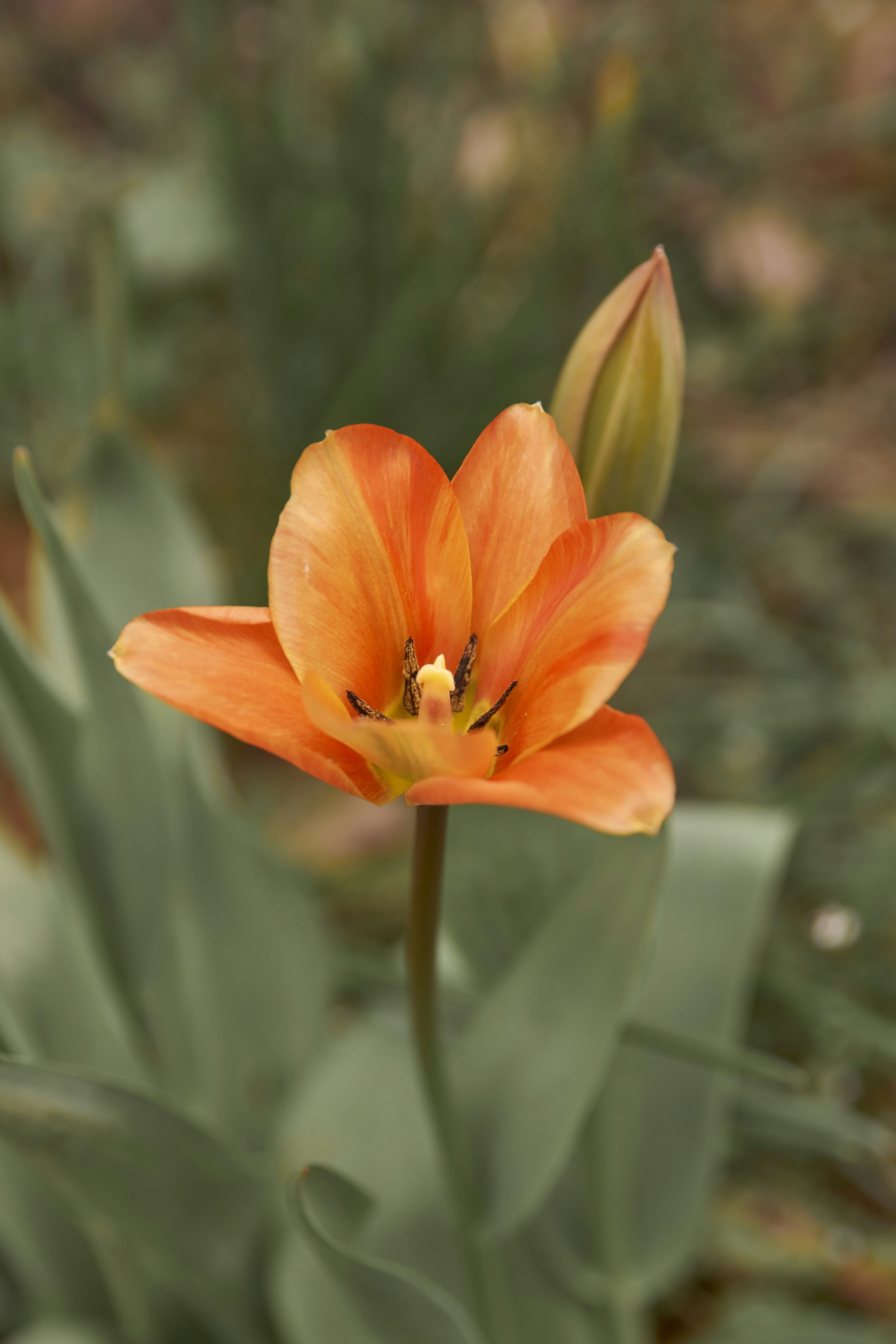 orange tulip flower