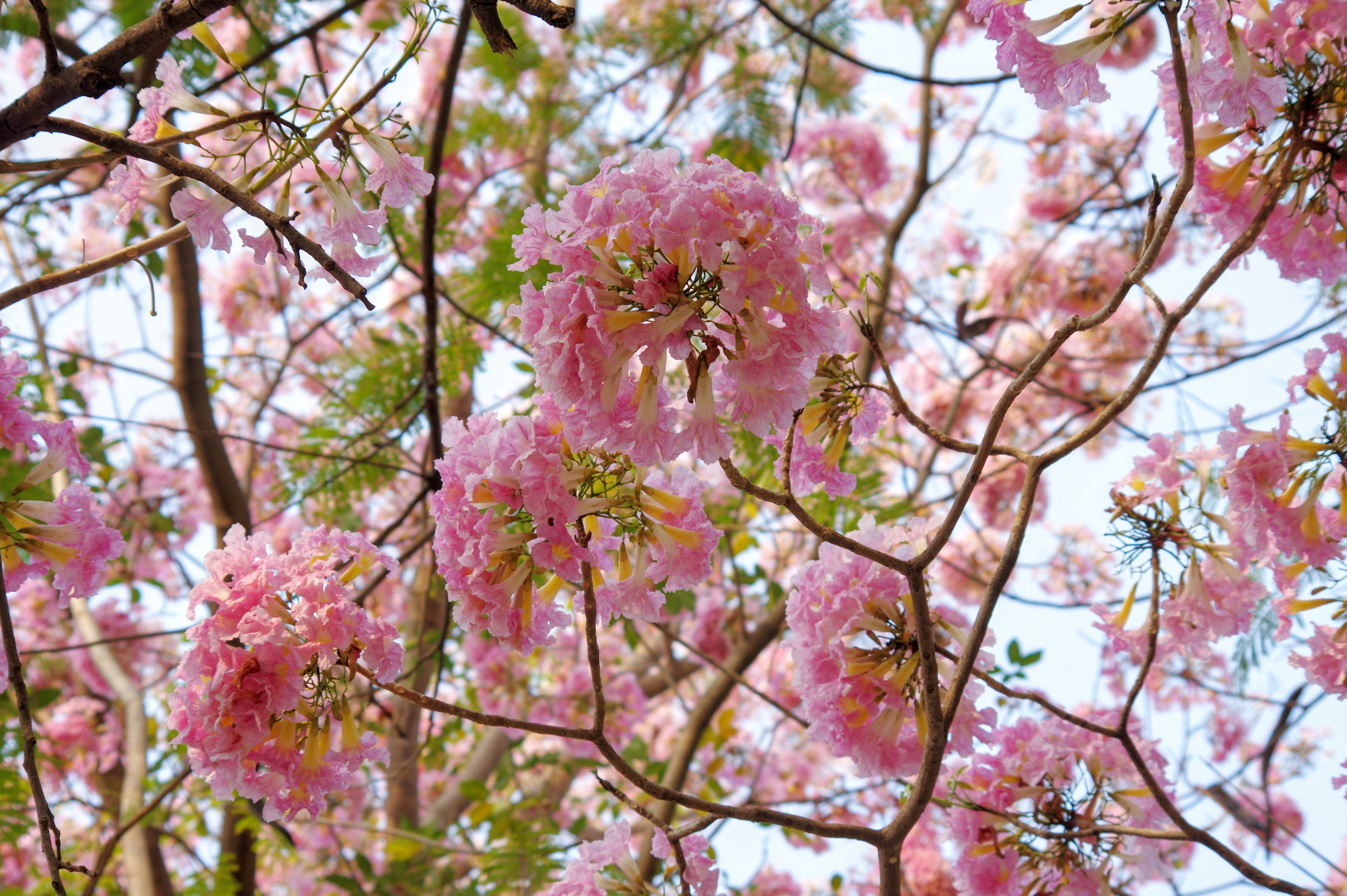 Pink Pom-Pom Branches: a Spring Bloom Network