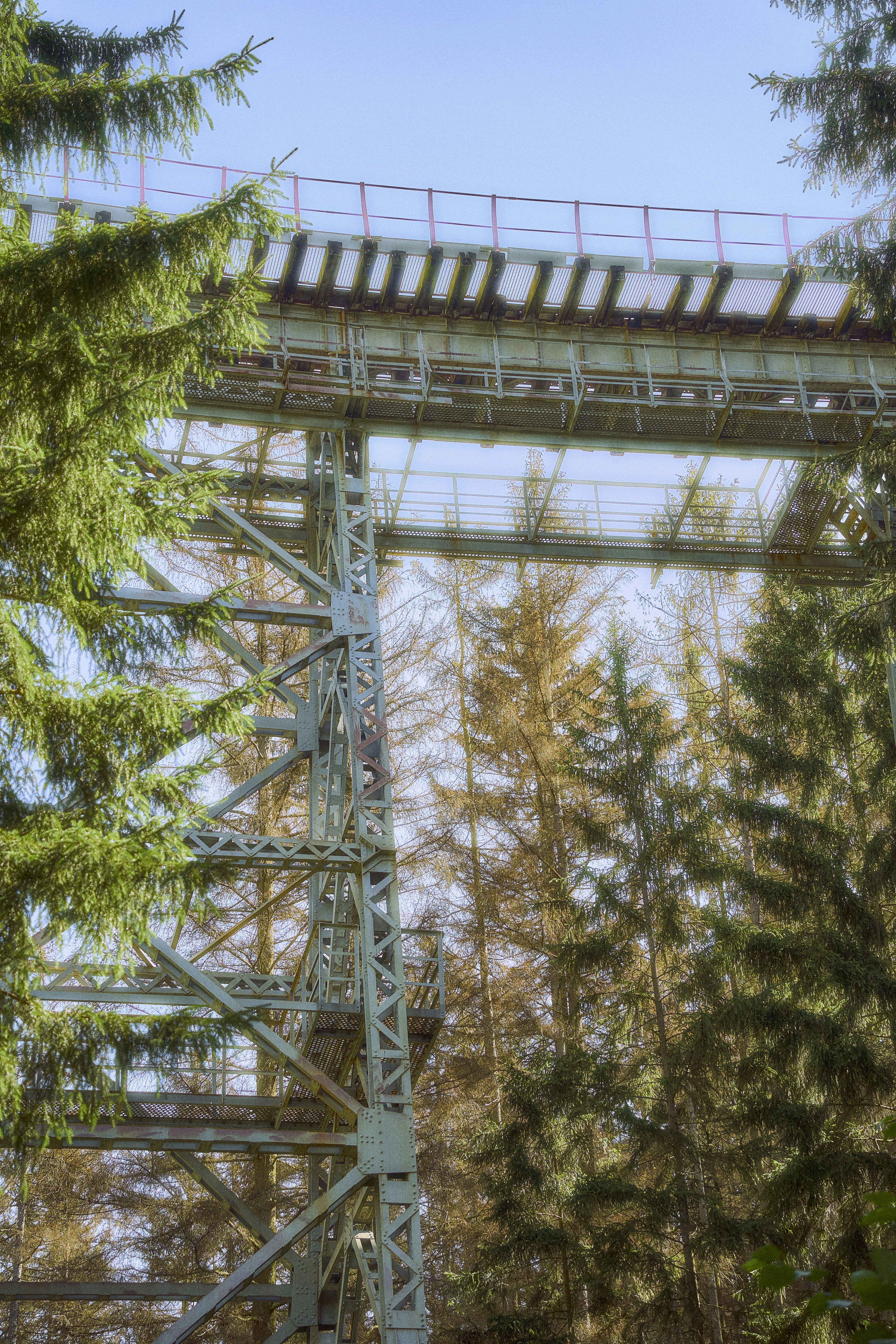 Iron Lattice Pierces the Pines: A Forest Bridge Portrait