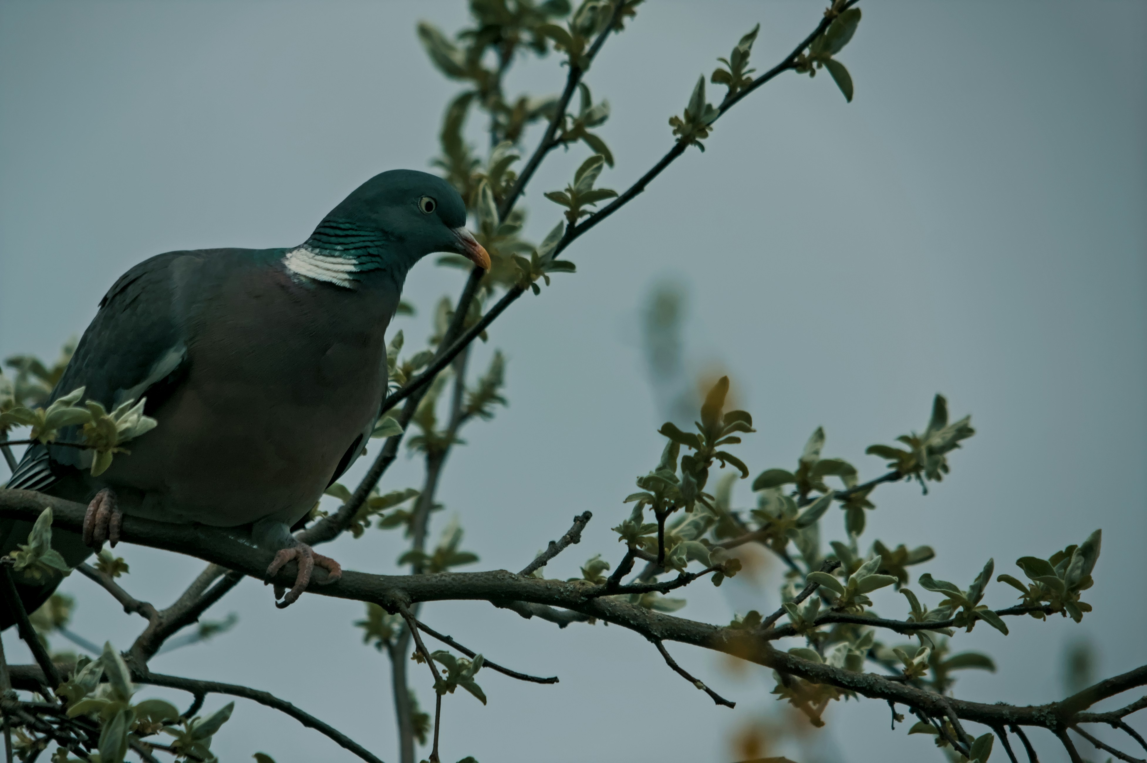 Muted Twilight Perch: A Pigeon on a Budding Branch