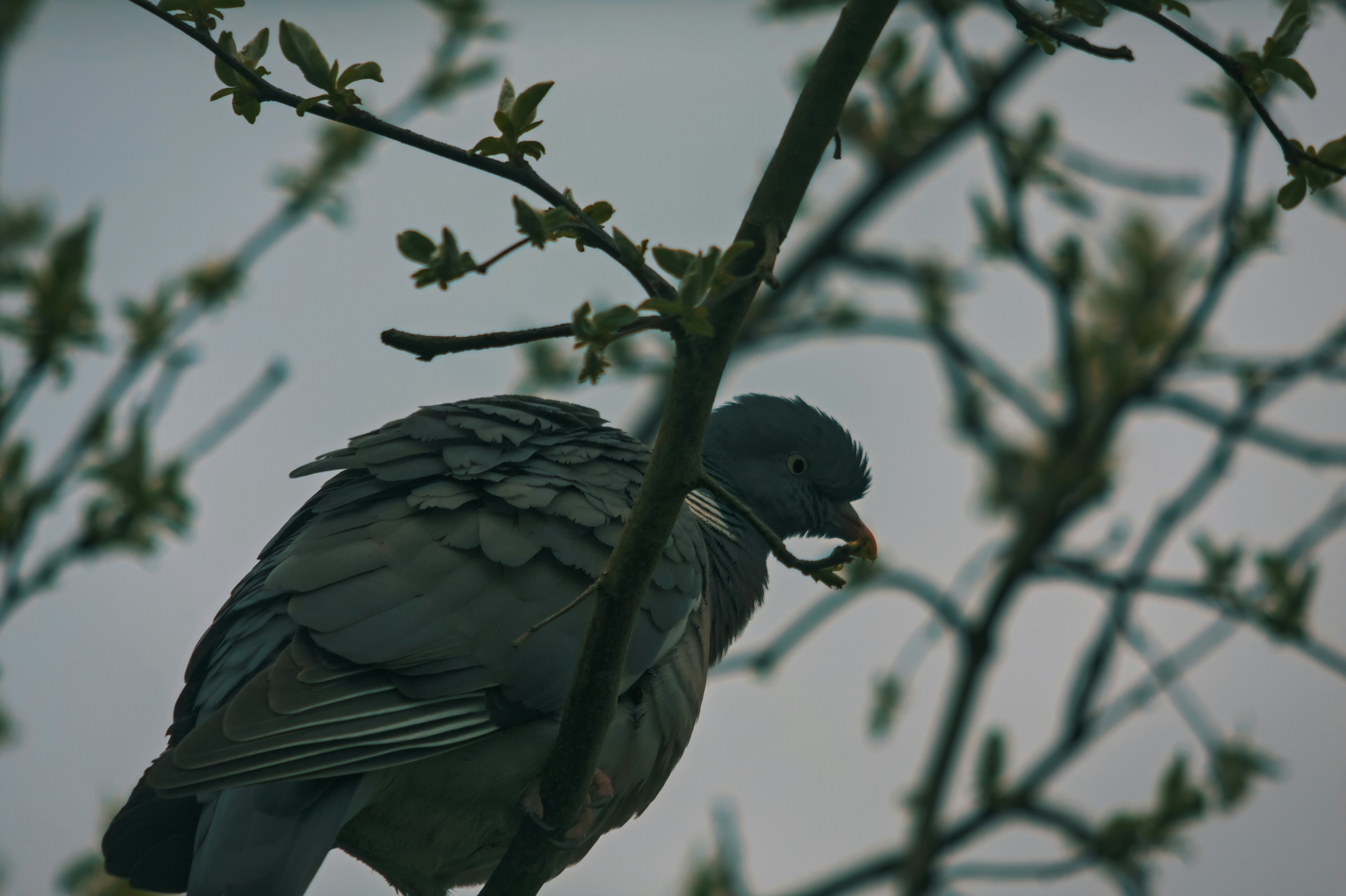 A pigeon resting on a branch, surrounded by budding leaves, showcasing its plumage against a muted sky.