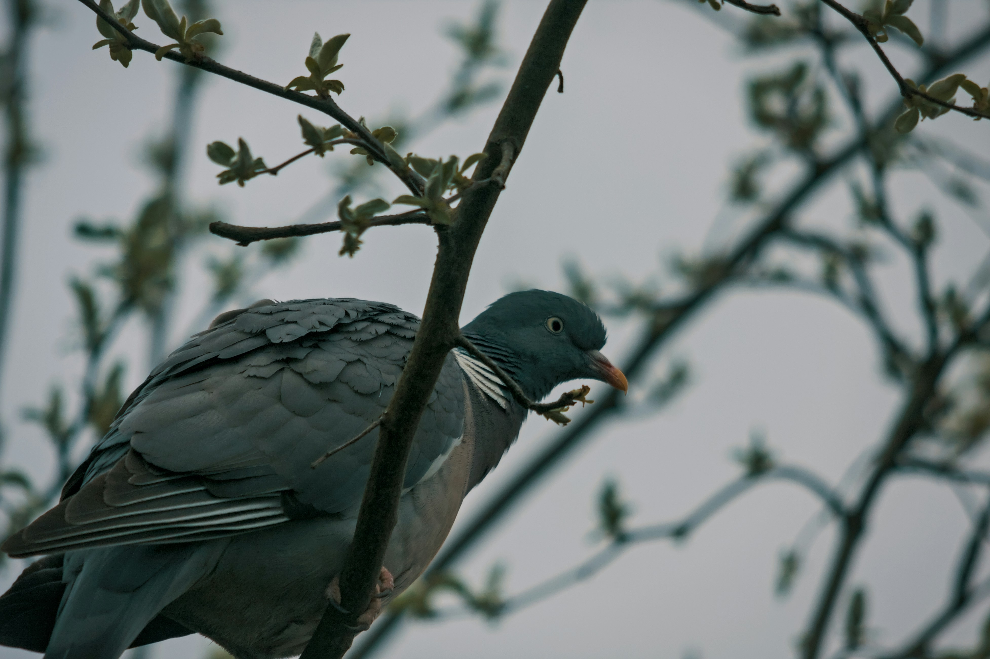 A pigeon perched on a slender branch, surrounded by budding leaves against a muted sky.