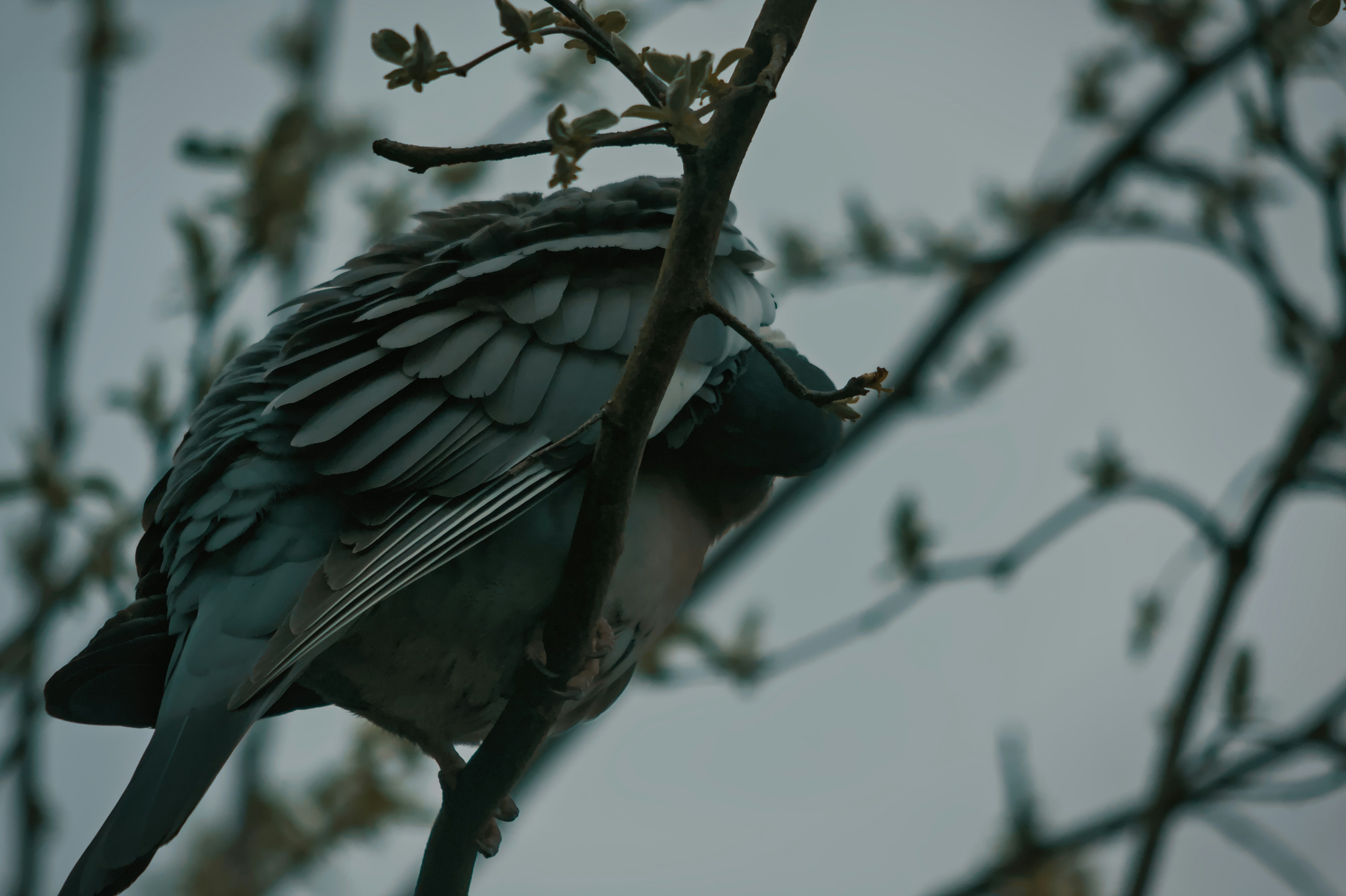 Teal-Winged Perch Beneath Moonlit Branches