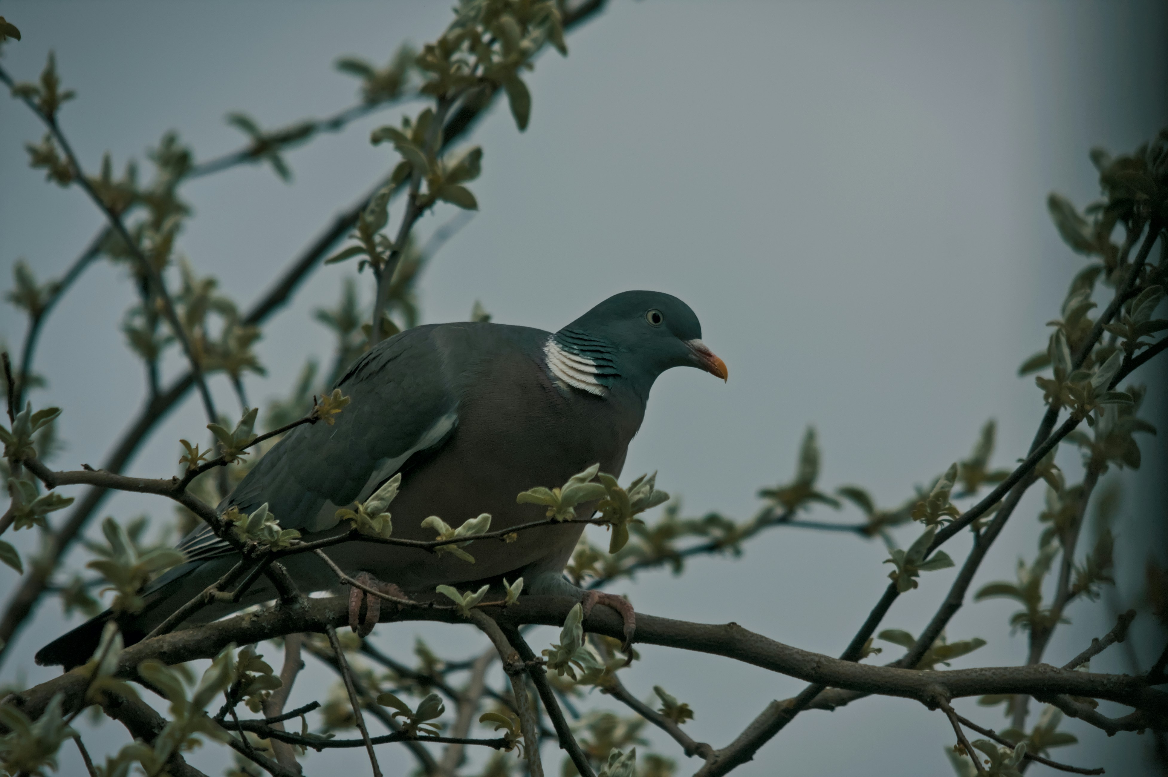 A pigeon perched on a branch surrounded by budding leaves, showcasing its plumage against a moody backdrop.