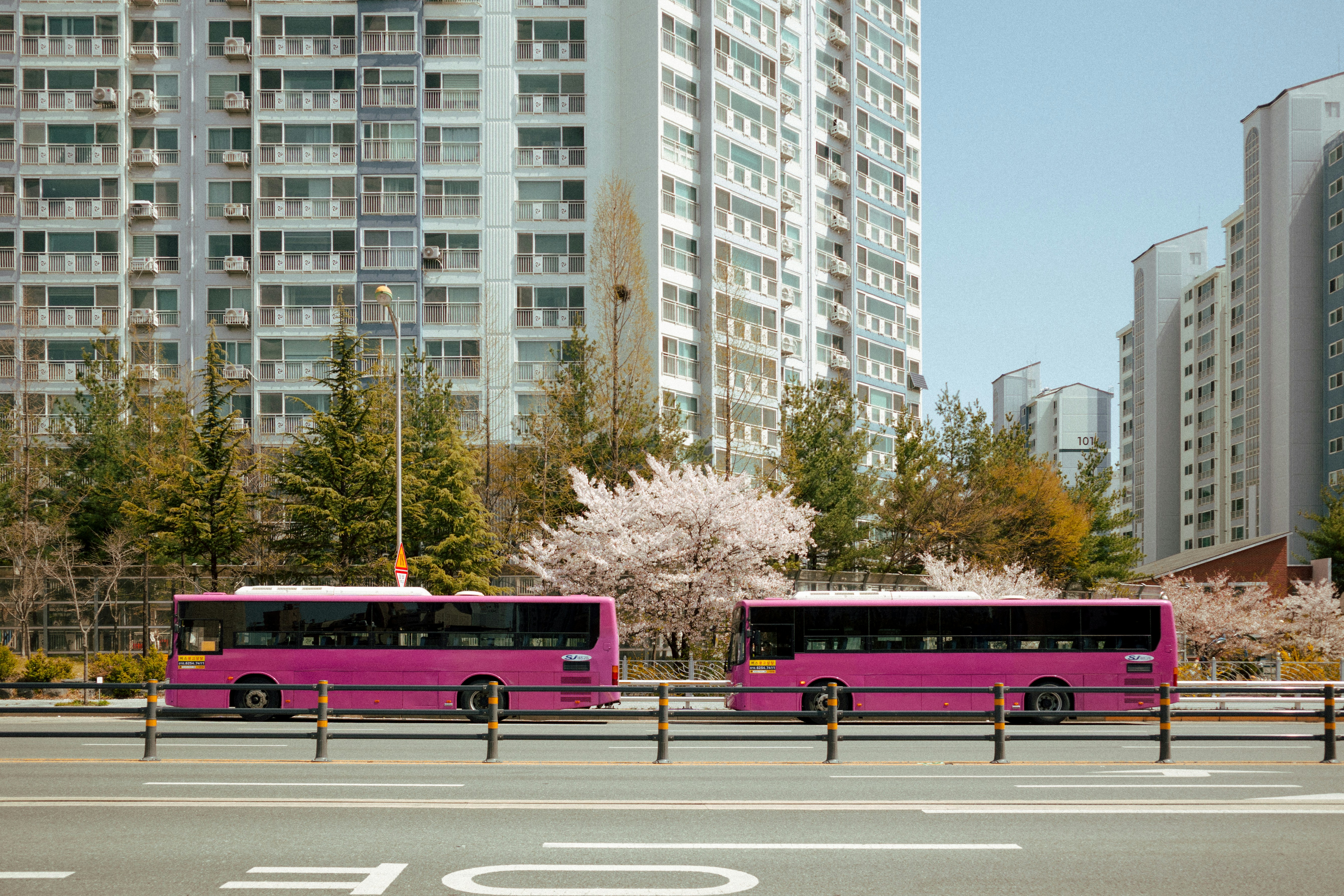 A couple of pink buses driving down a street photo – Free Dajeon Image ...