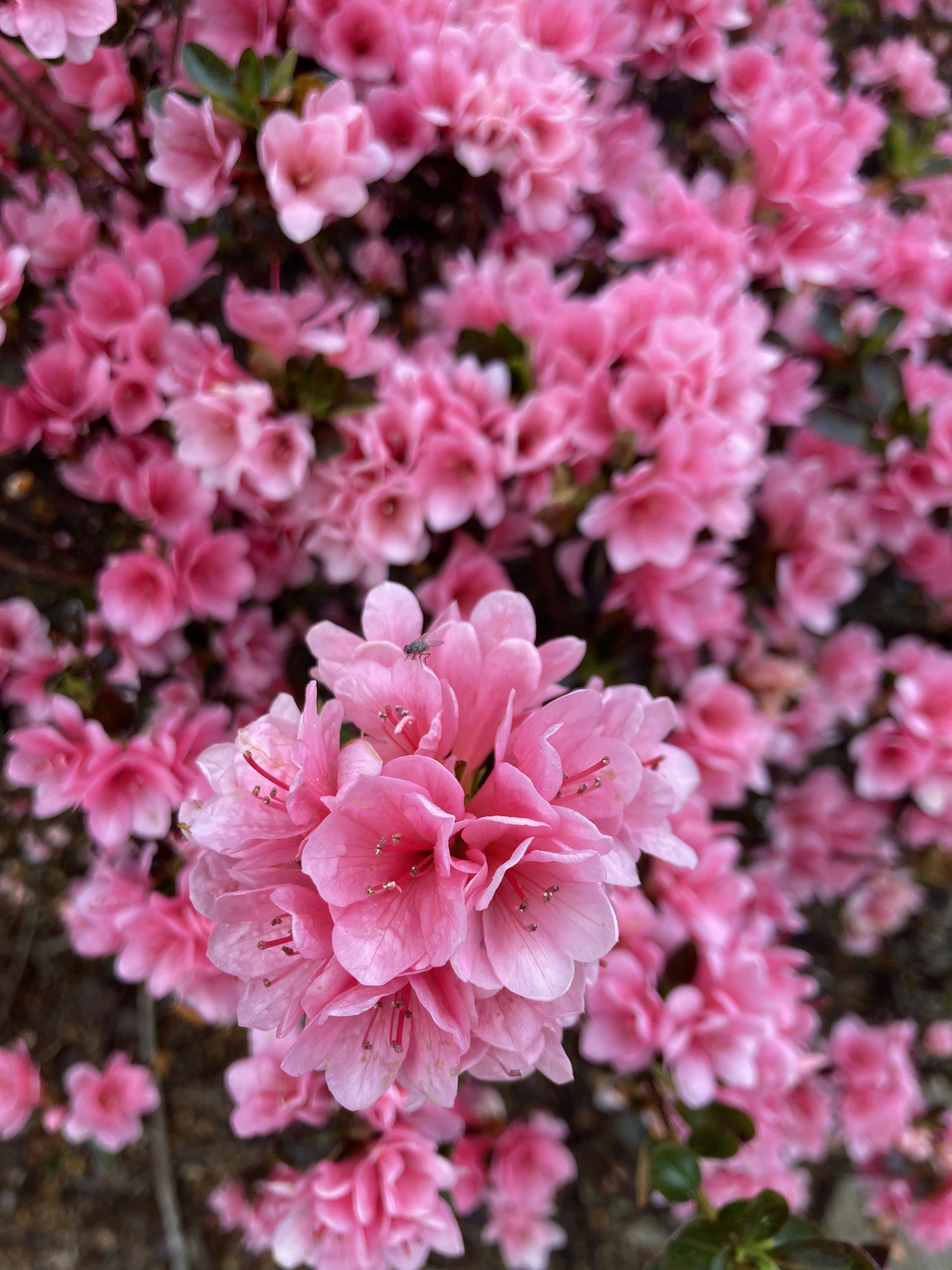 Un bouquet de fleurs roses qui fleurissent photo – Photo Fleurs ...