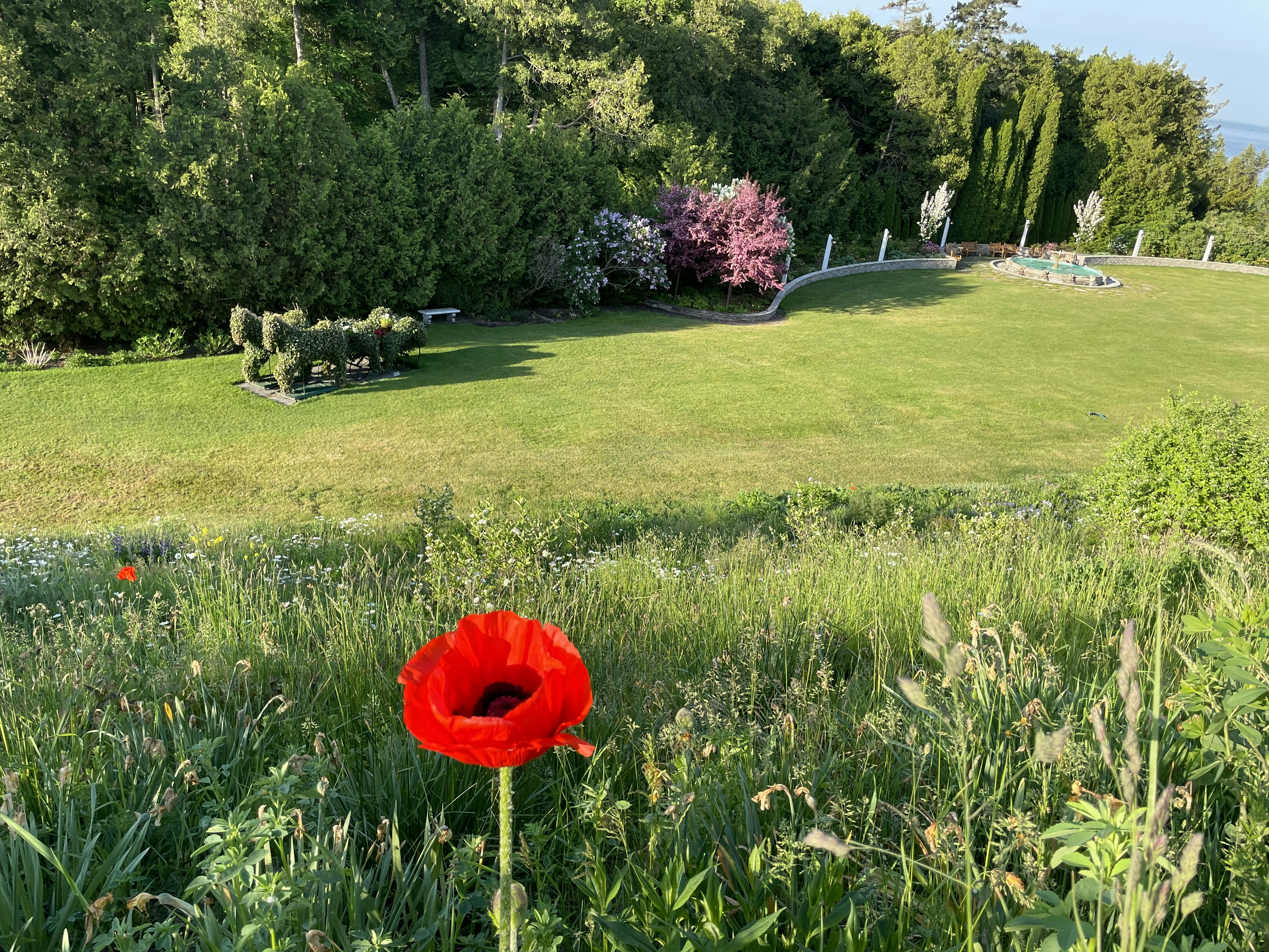 Une fleur rouge au milieu d’un champ herbeux photo – Photo Grand Hotel ...