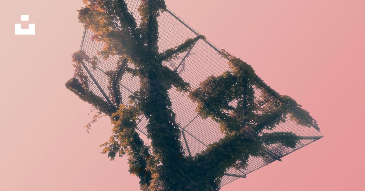 A Very Tall Tree With Some Plants Growing On It Photo Free Poland Image On Unsplash