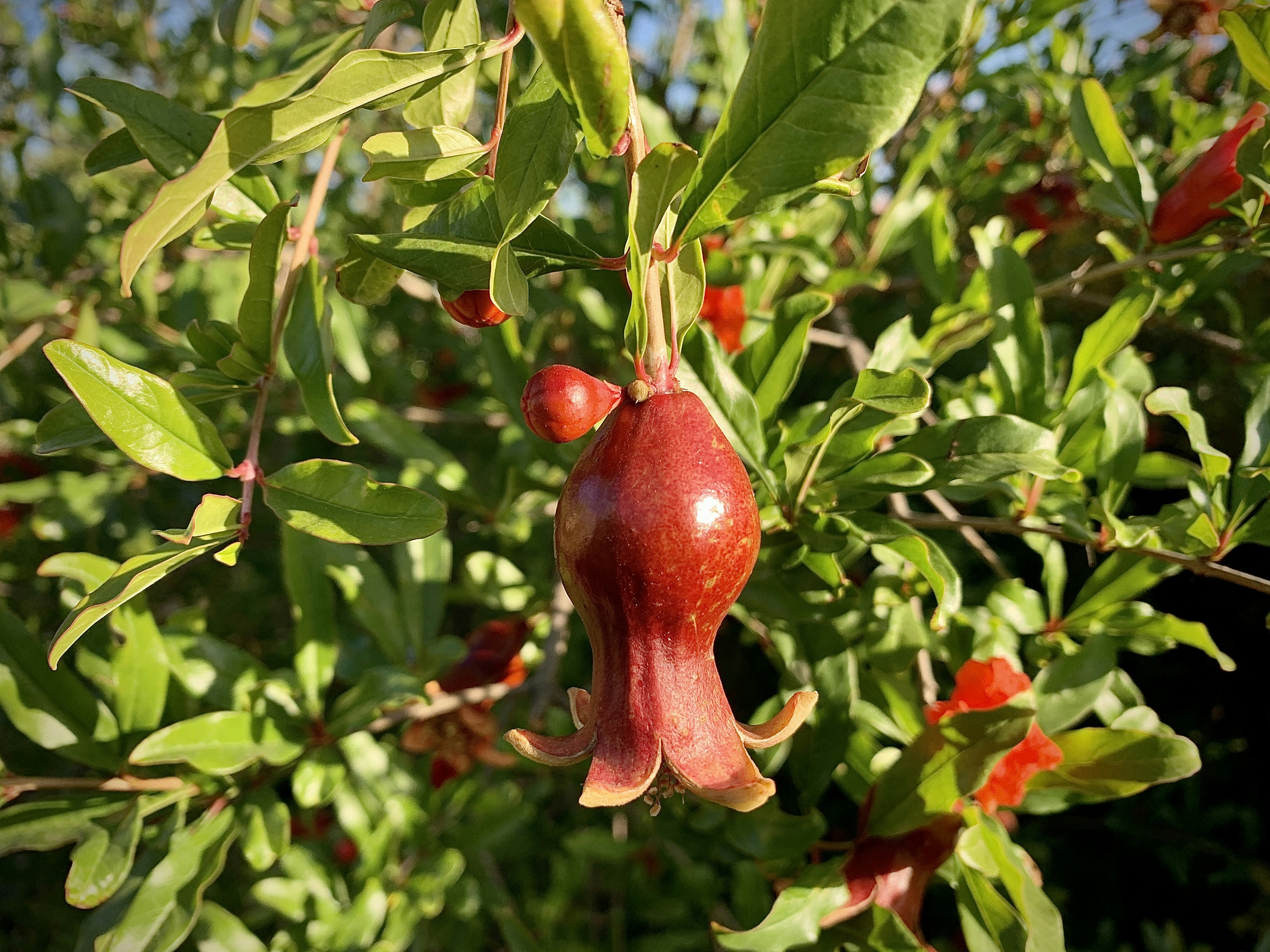 Baby Pomegranate