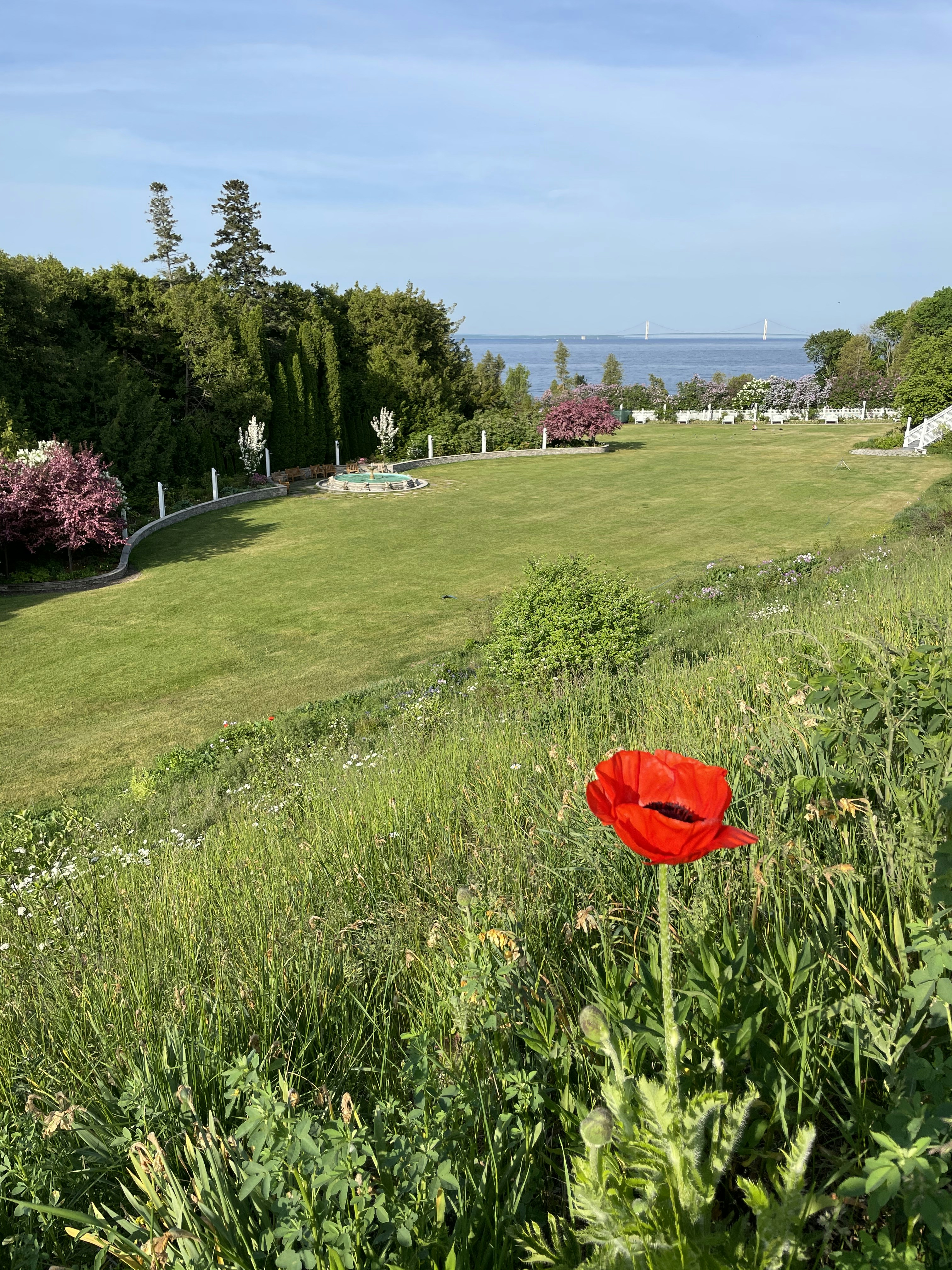Crimson Poppy Framing a Sunlit Coastal Garden