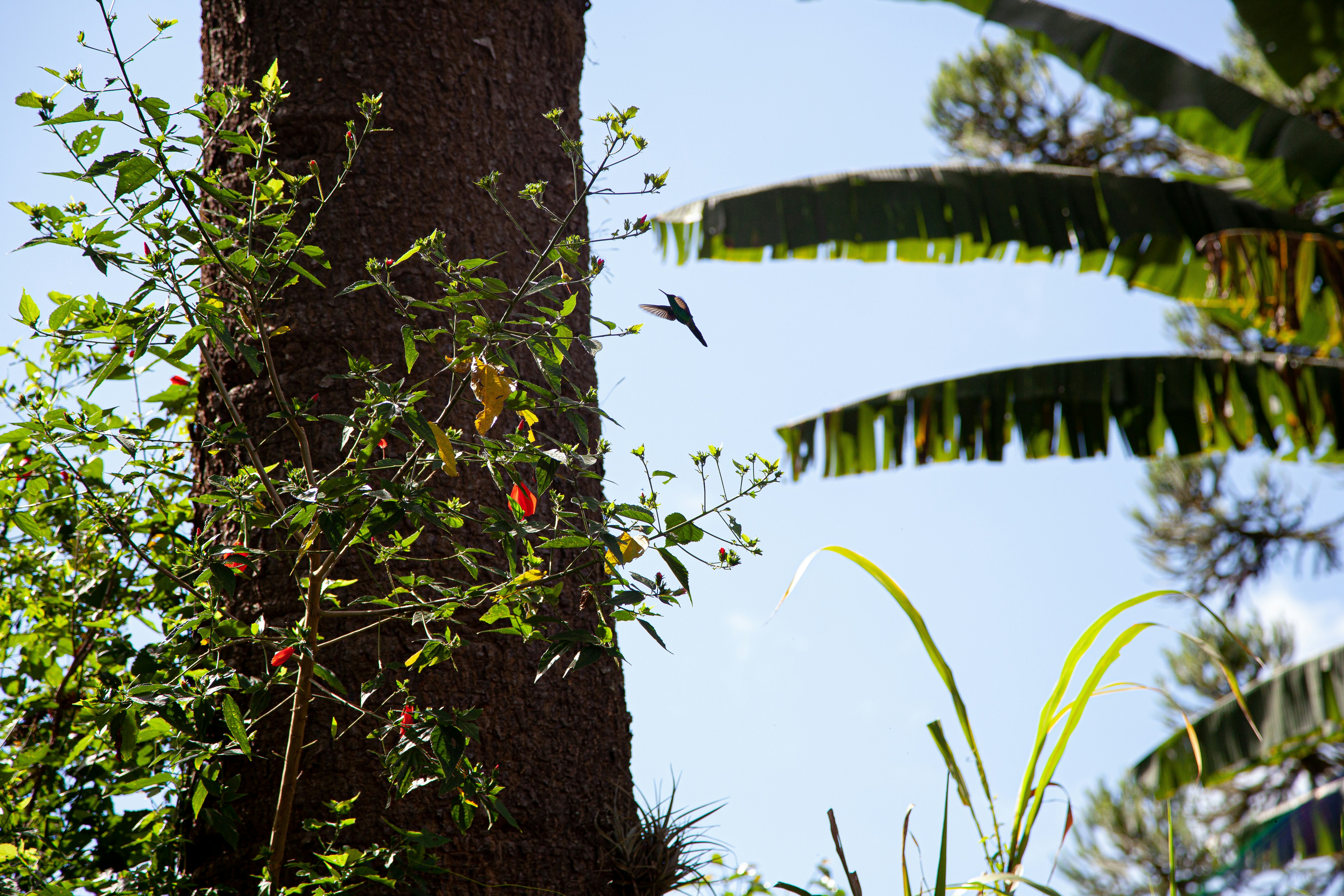 Tiny Bird in a Sunlit Jungle: A Moment at the Trunk