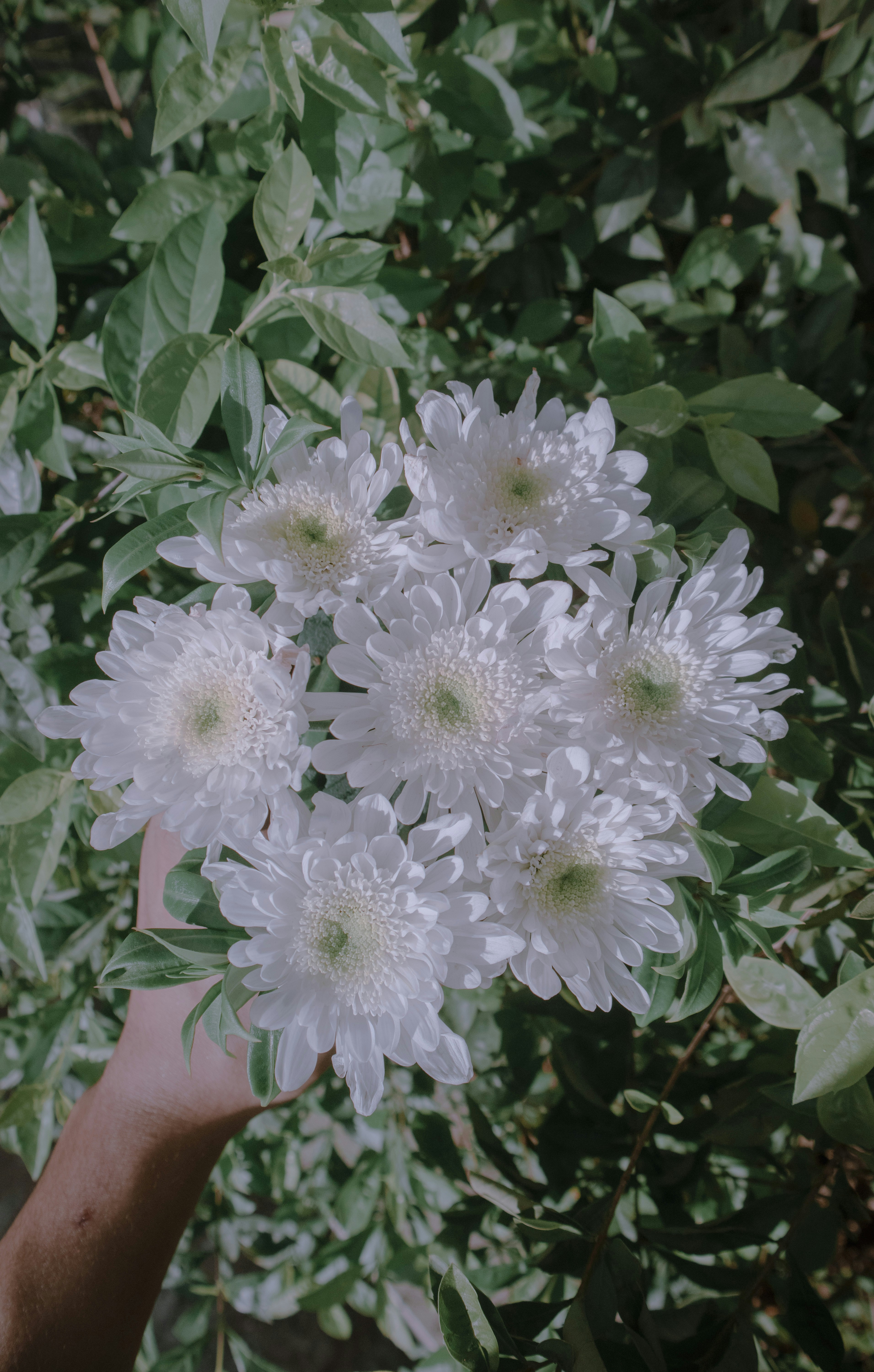 Ivory Chrysanthemum Cascade in Hand, Framed by Verdant Leaves