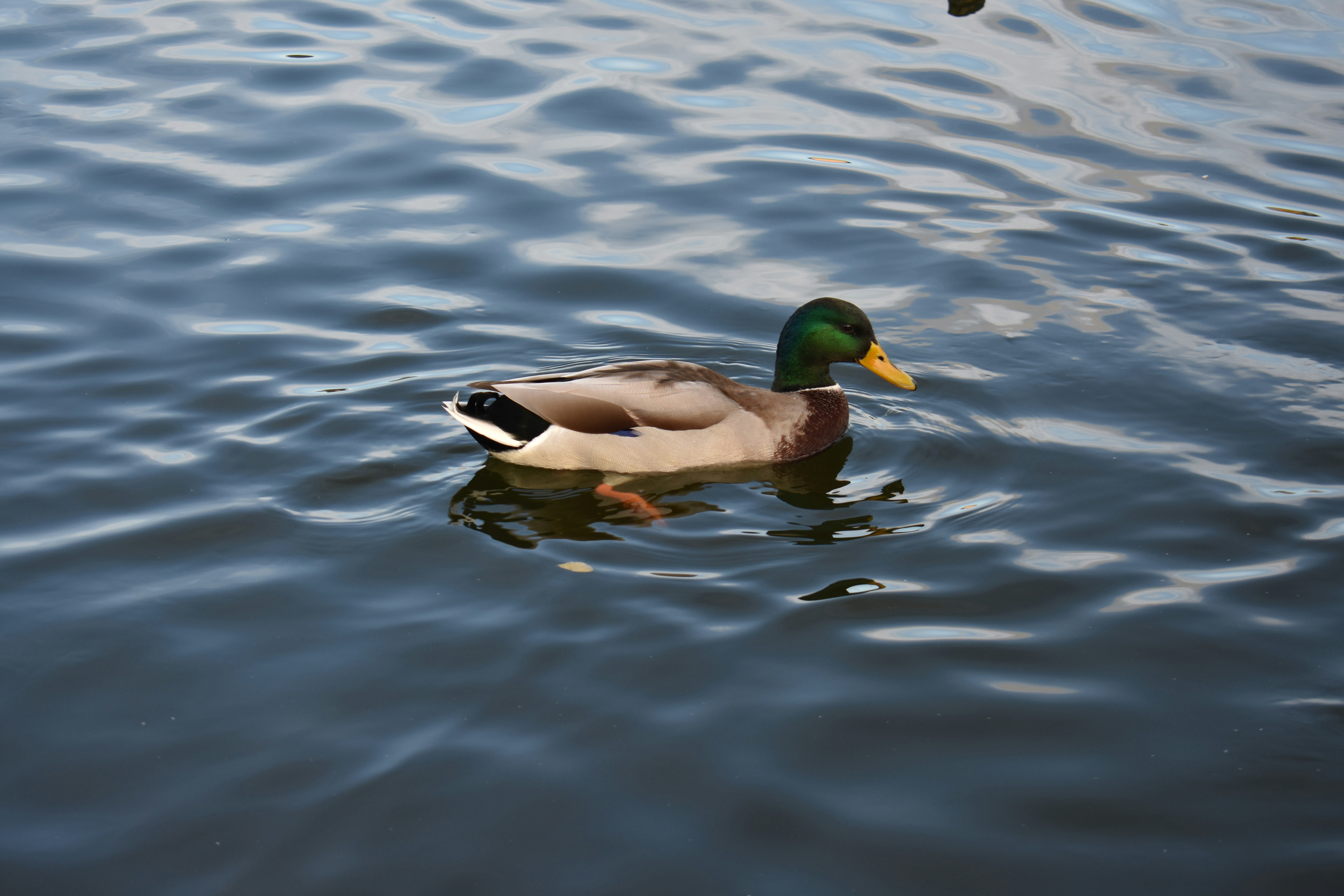 A mallard duck glides gracefully across a tranquil body of water, creating ripples in the reflective surface. The vibrant colors of its plumage contrast beautifully with the calm environment.