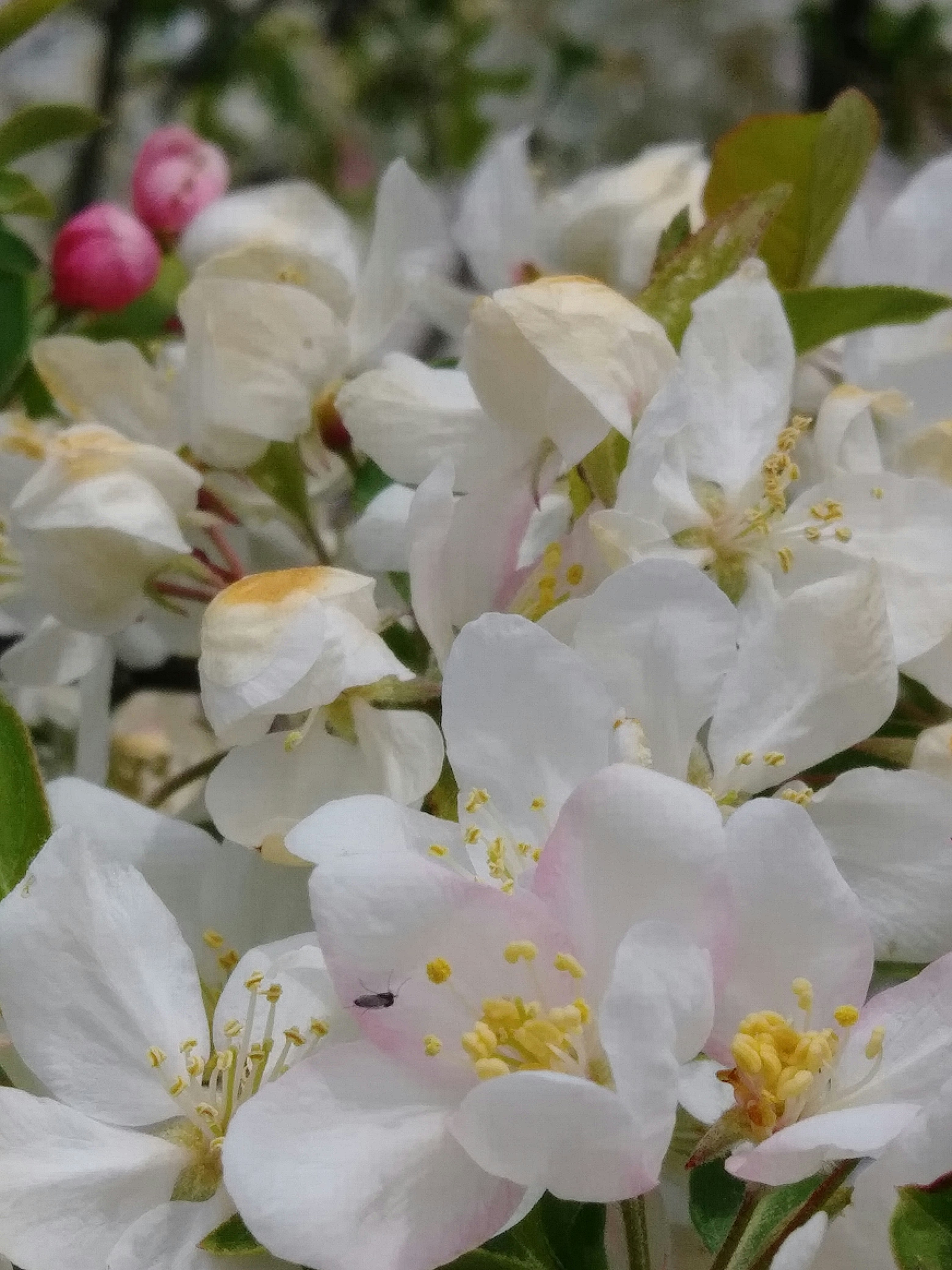 Foto Un ramo de flores blancas con hojas verdes – Imagen Yoshino Cherry ...