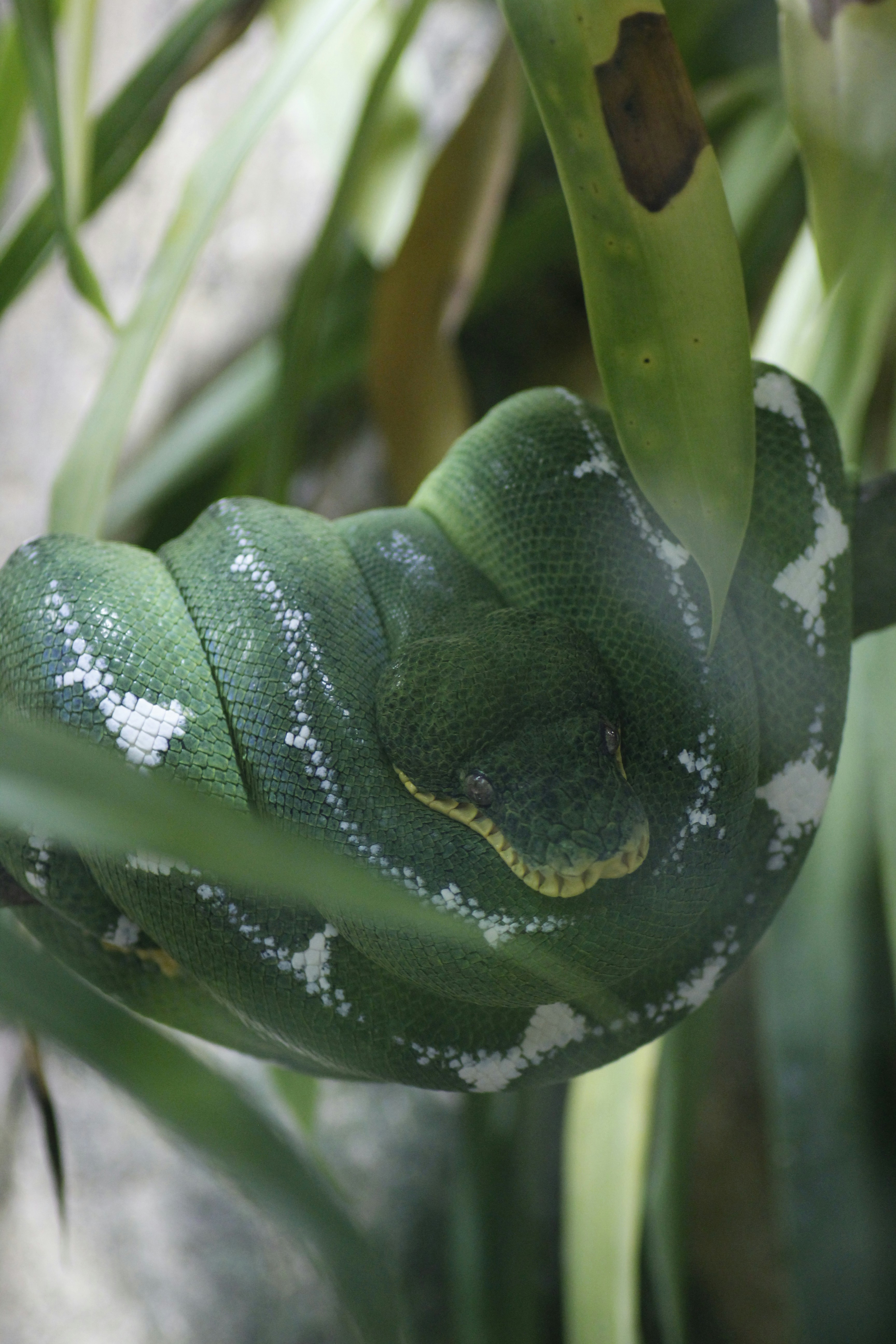 An Emerald Boa