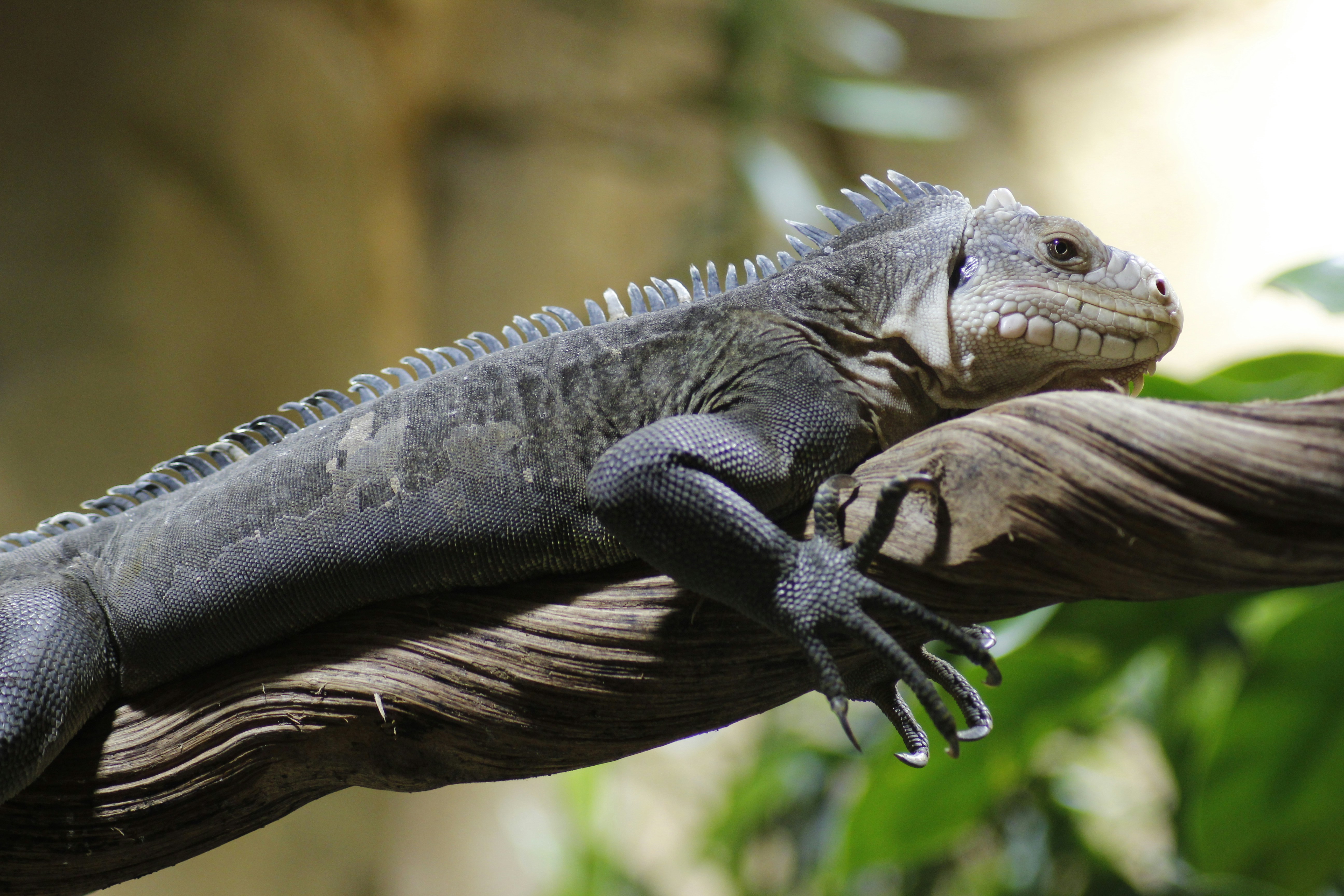 Lizard resting on a twisted tree branch in a sunlit environment.