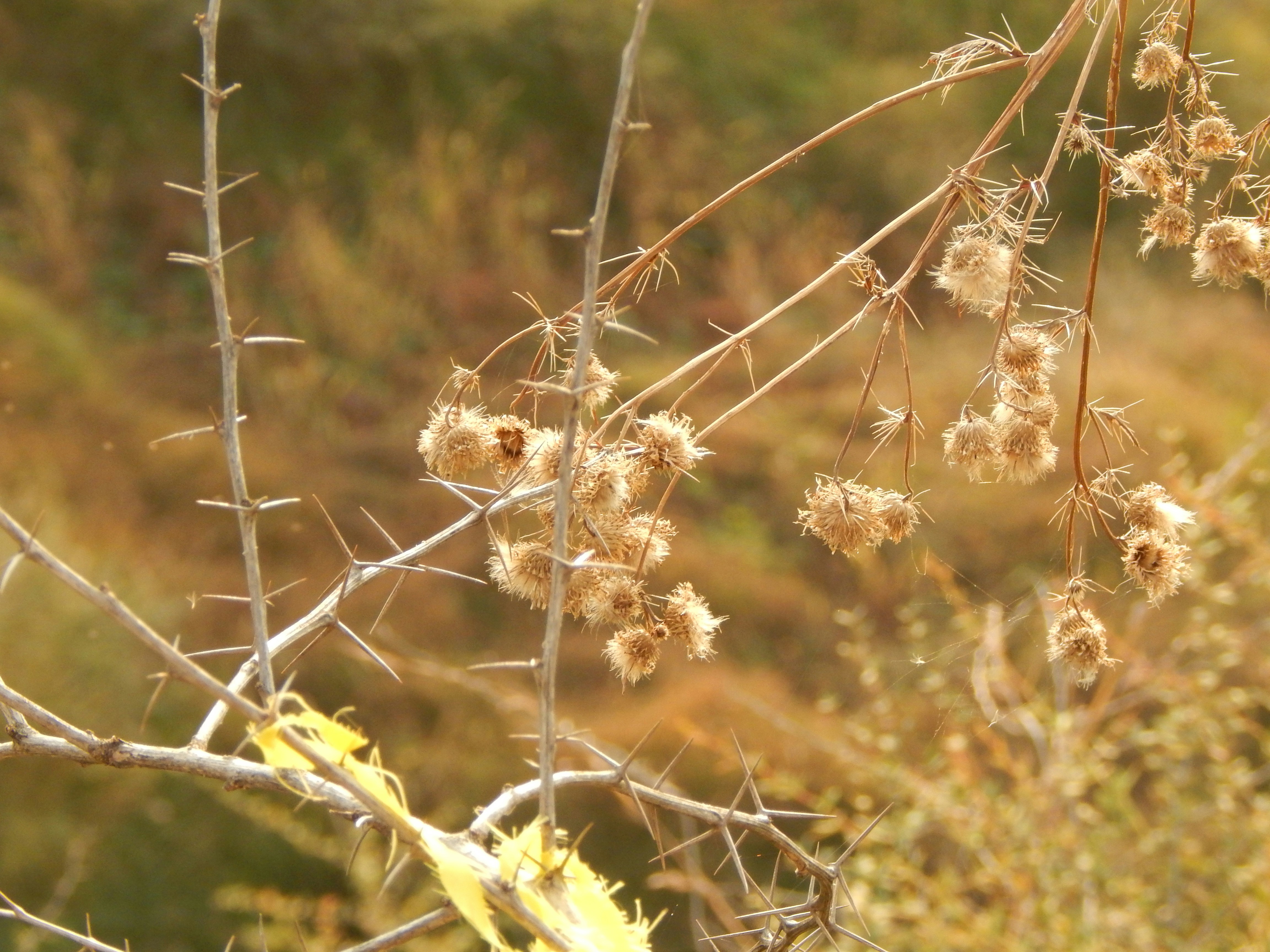 Sunlit dried seed heads on thin stems glow softly in a warm autumn backdrop, with a shallow depth of field highlighting the foreground detail against a blurred natural background.