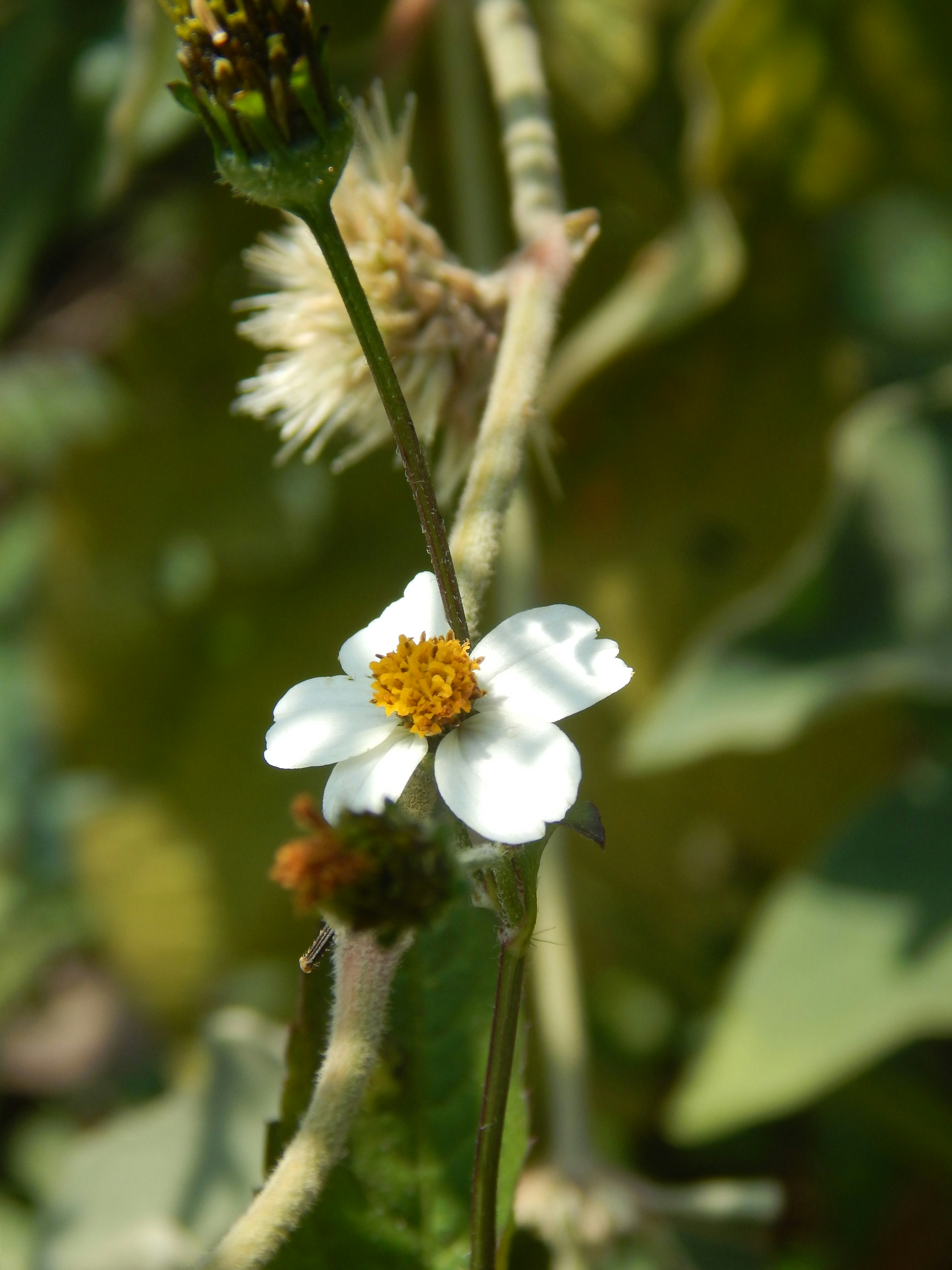 White flower with orange center on a soft garden stem