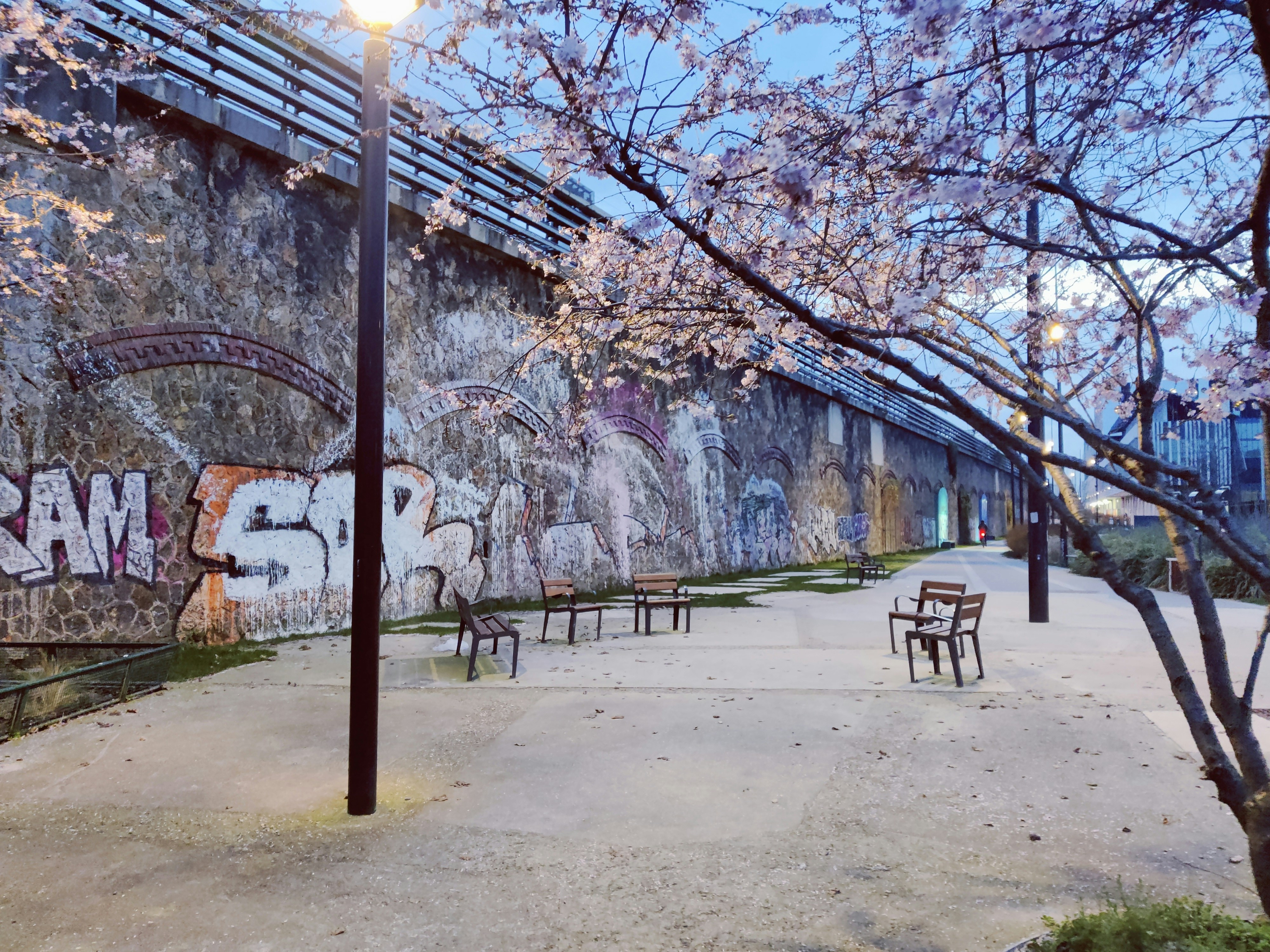 Blossoming cherry trees frame a quiet urban park, illuminated by street lamps, with colorful graffiti adorning the wall behind. 